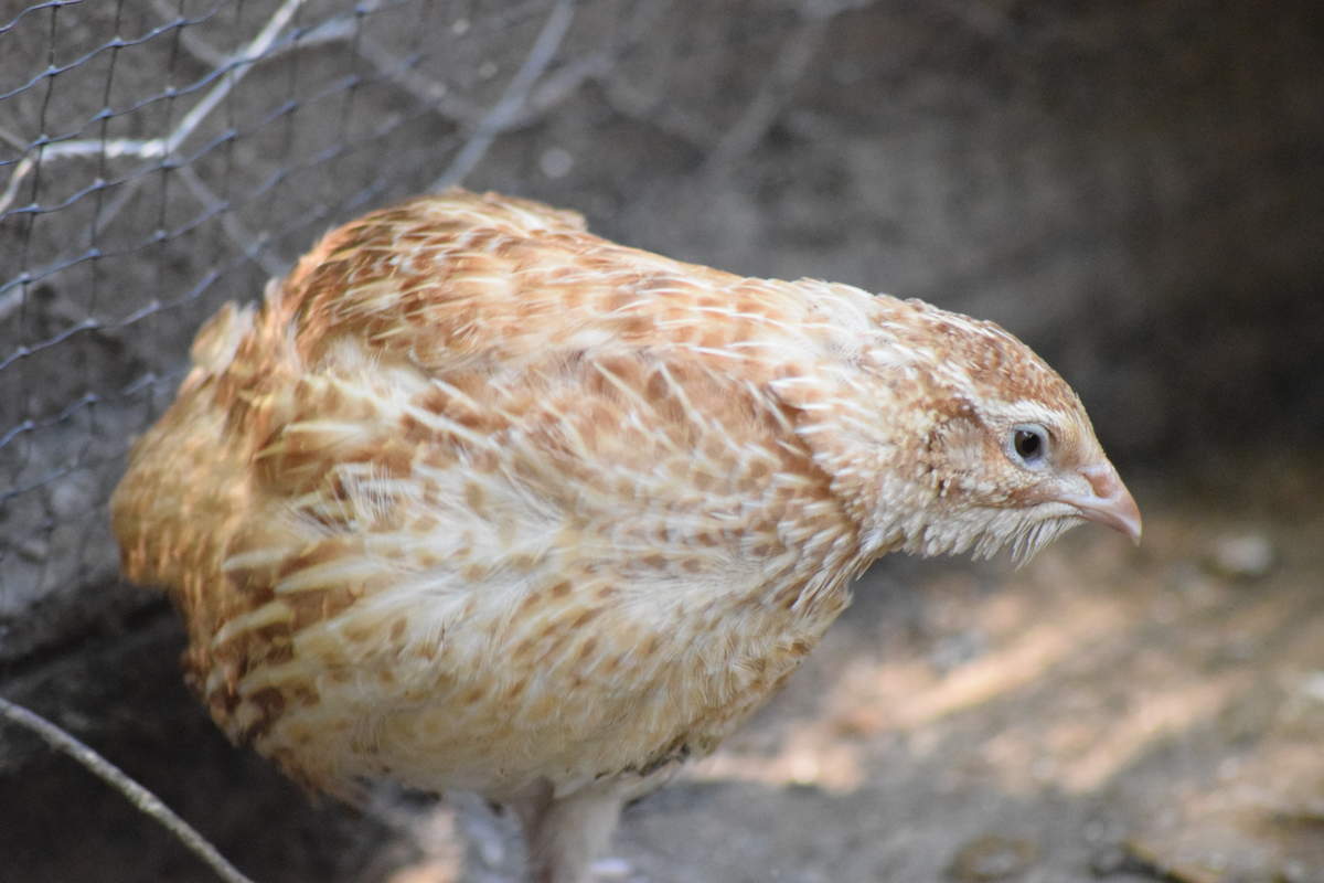 Quails | Guide | Omlet UK