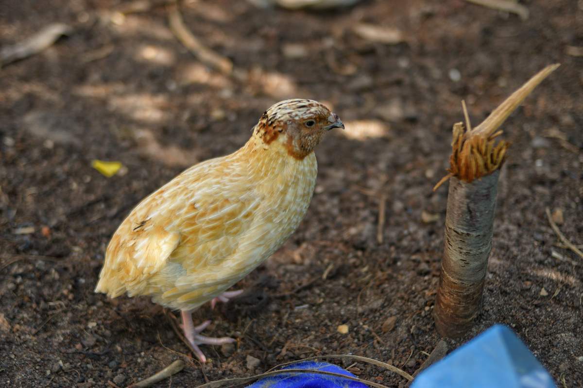 Quails | Guide | Omlet UK