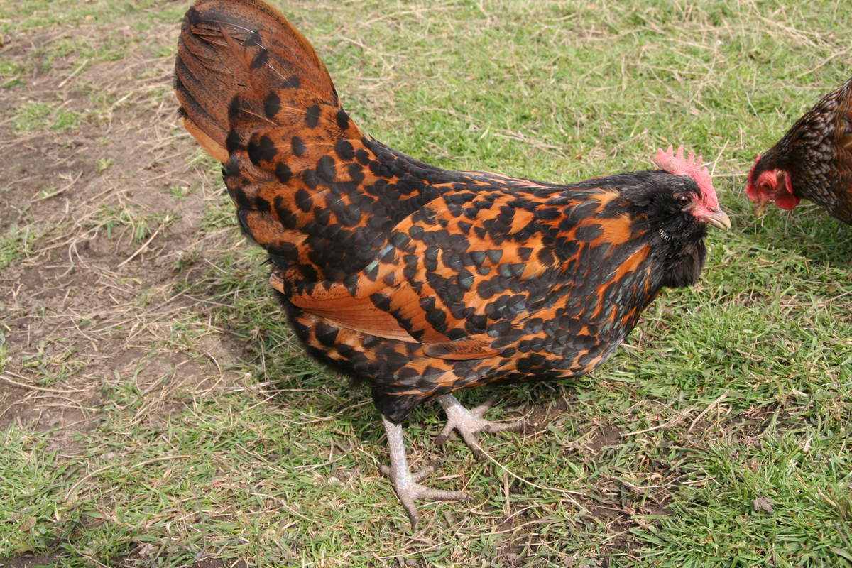 Thüringian For Sale | Chickens | Breed Information | Omlet