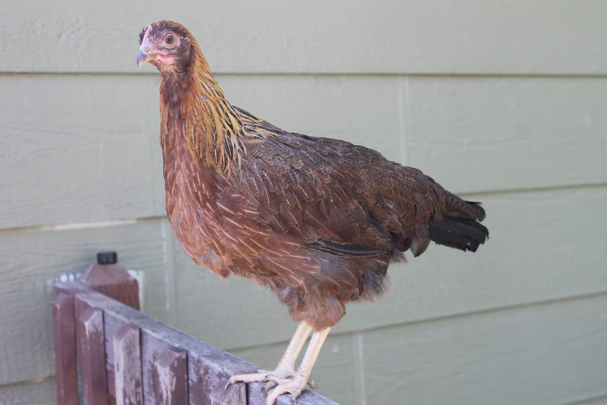 Welsummer For Sale | Chickens | Breed Information | Omlet