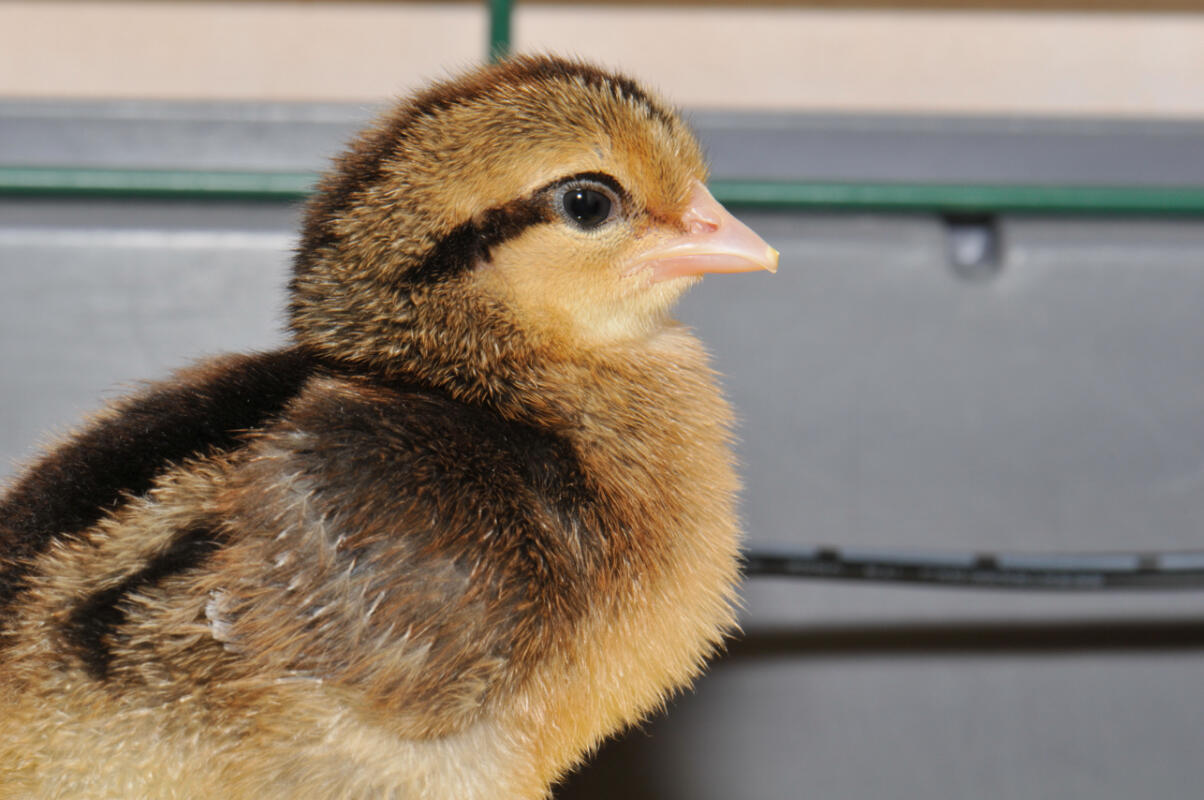Cream Legbar For Sale | Chickens | Breed Information | Omlet