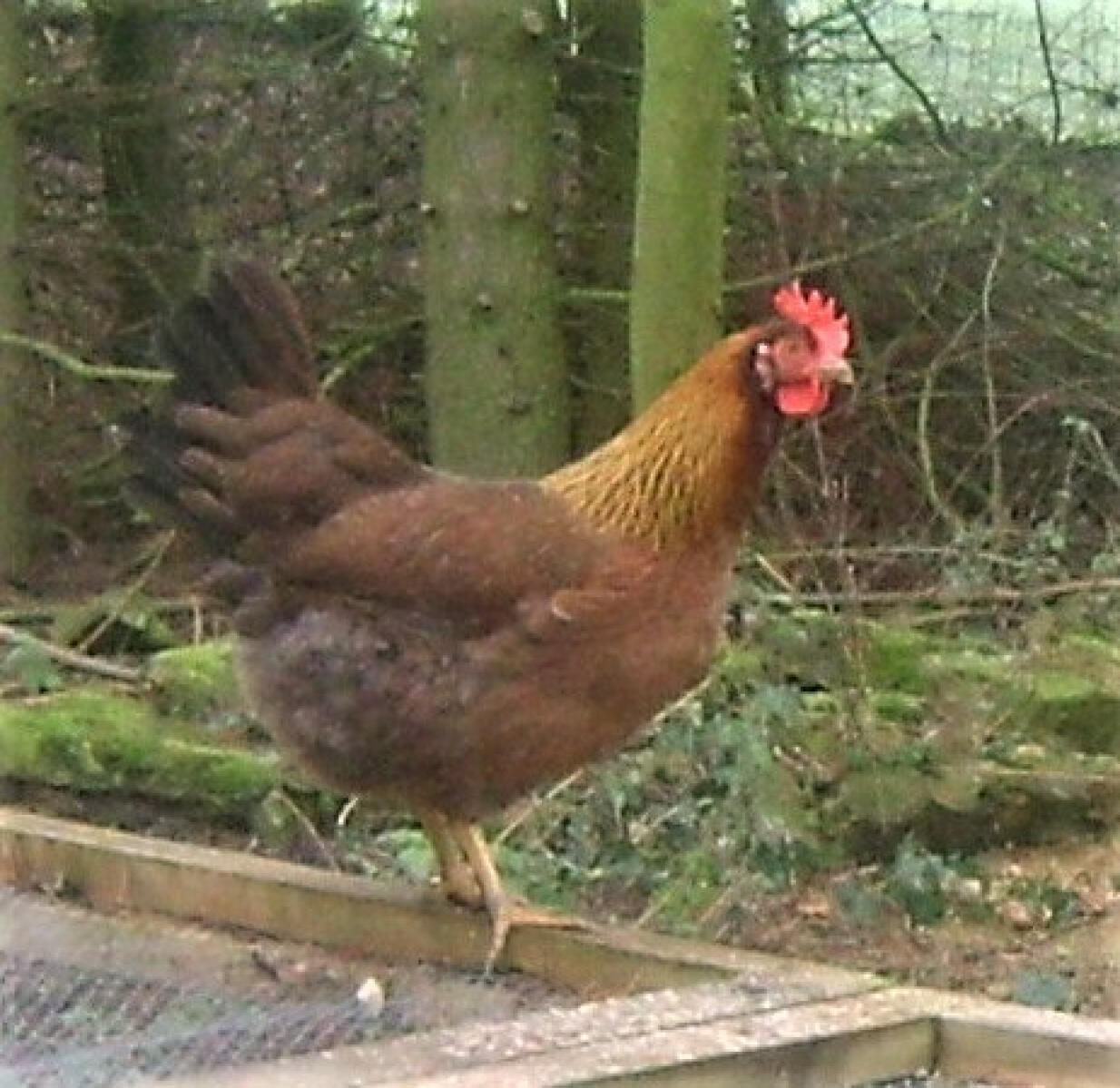 Welsummer Chickens | Welsummer For Sale | Chicken Breeds