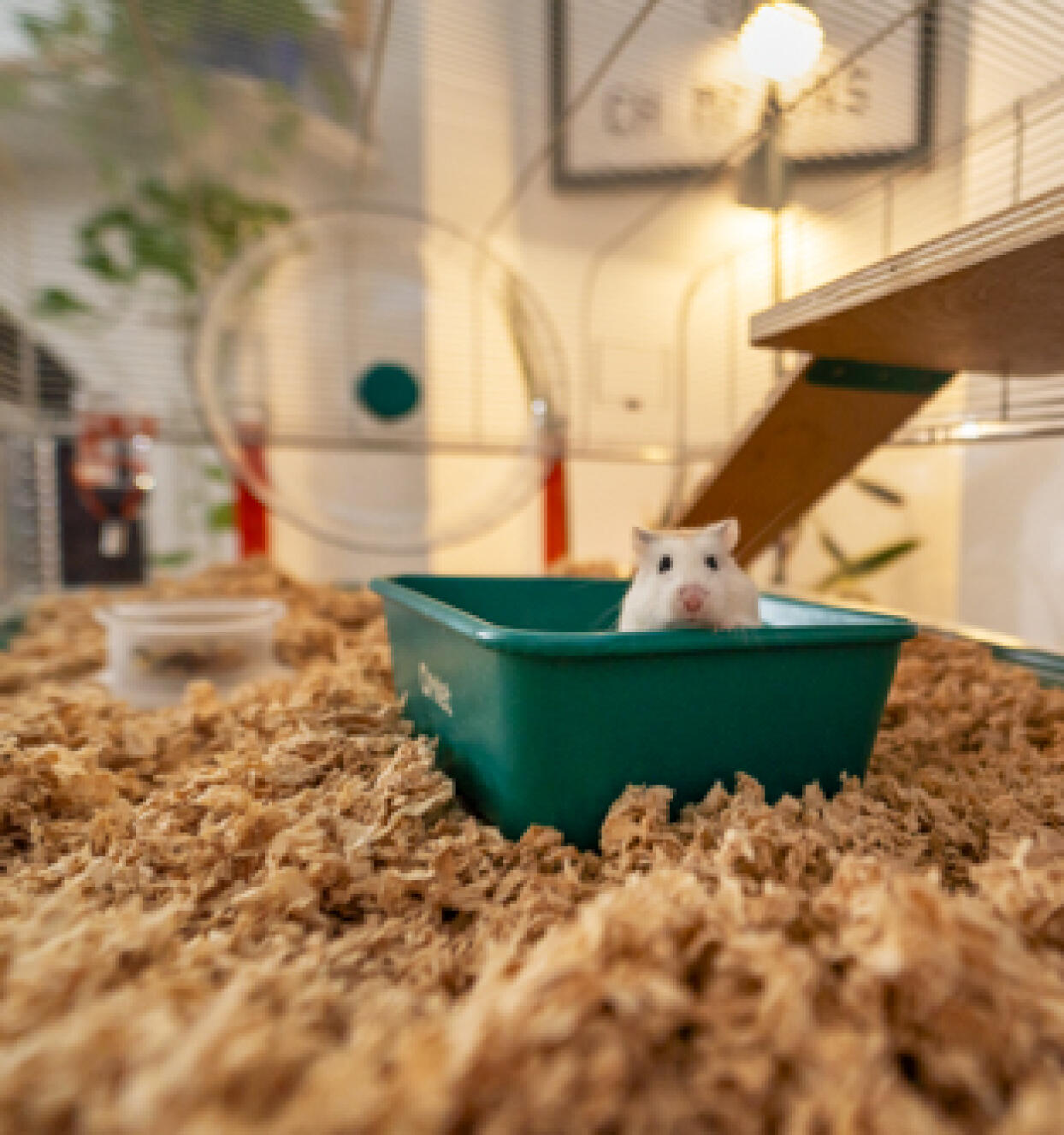 Omlet | Remarkable pet products designed to bring you closer