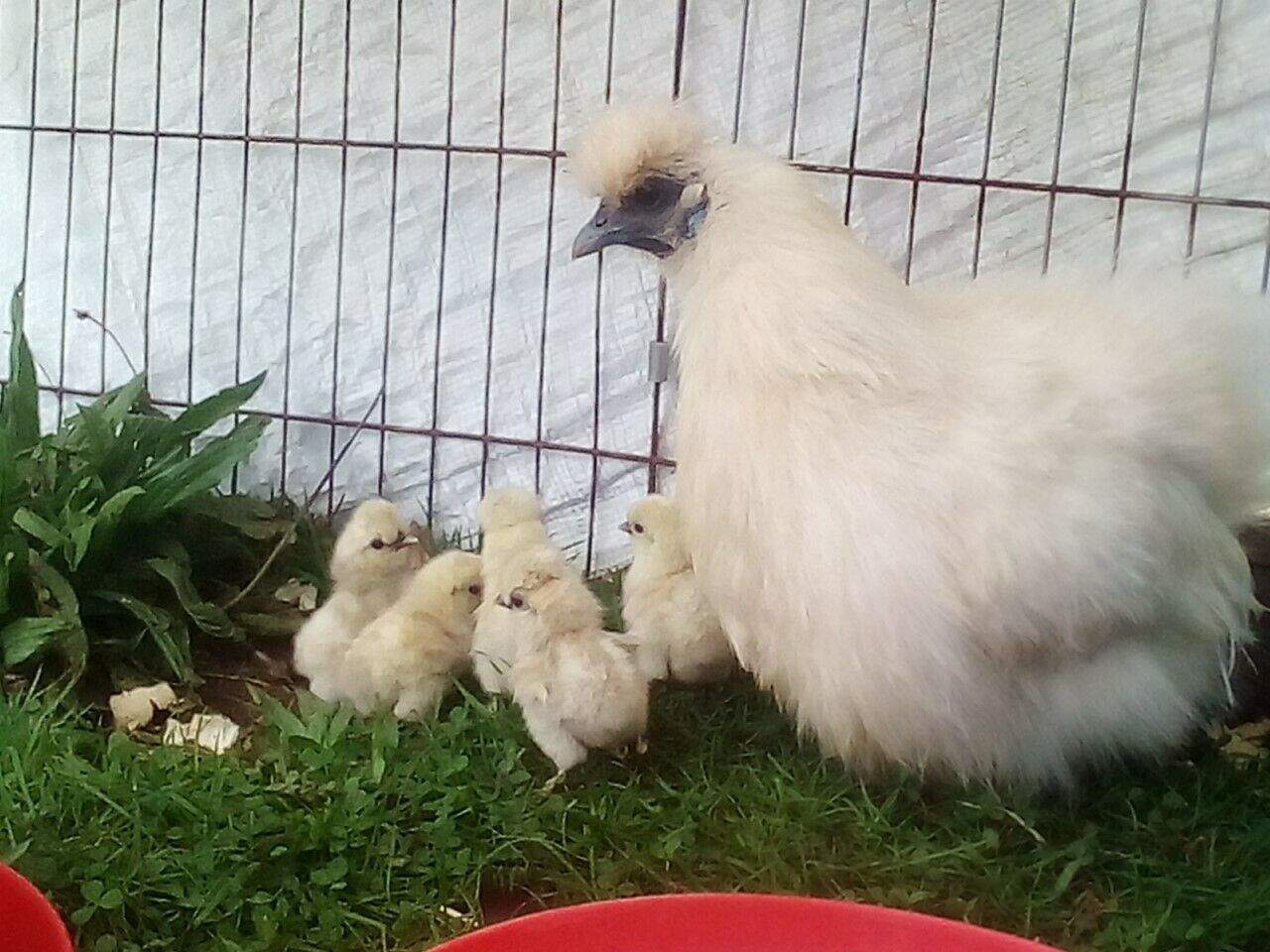 Chickens | Breed Information | Omlet