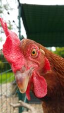 Ex-Battery Hen Chickens | Ex-Battery Hen For Sale | Chicken Breeds