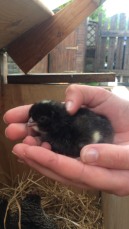 Why should you breed your own chickens? | Incubation | Incubation | Guide