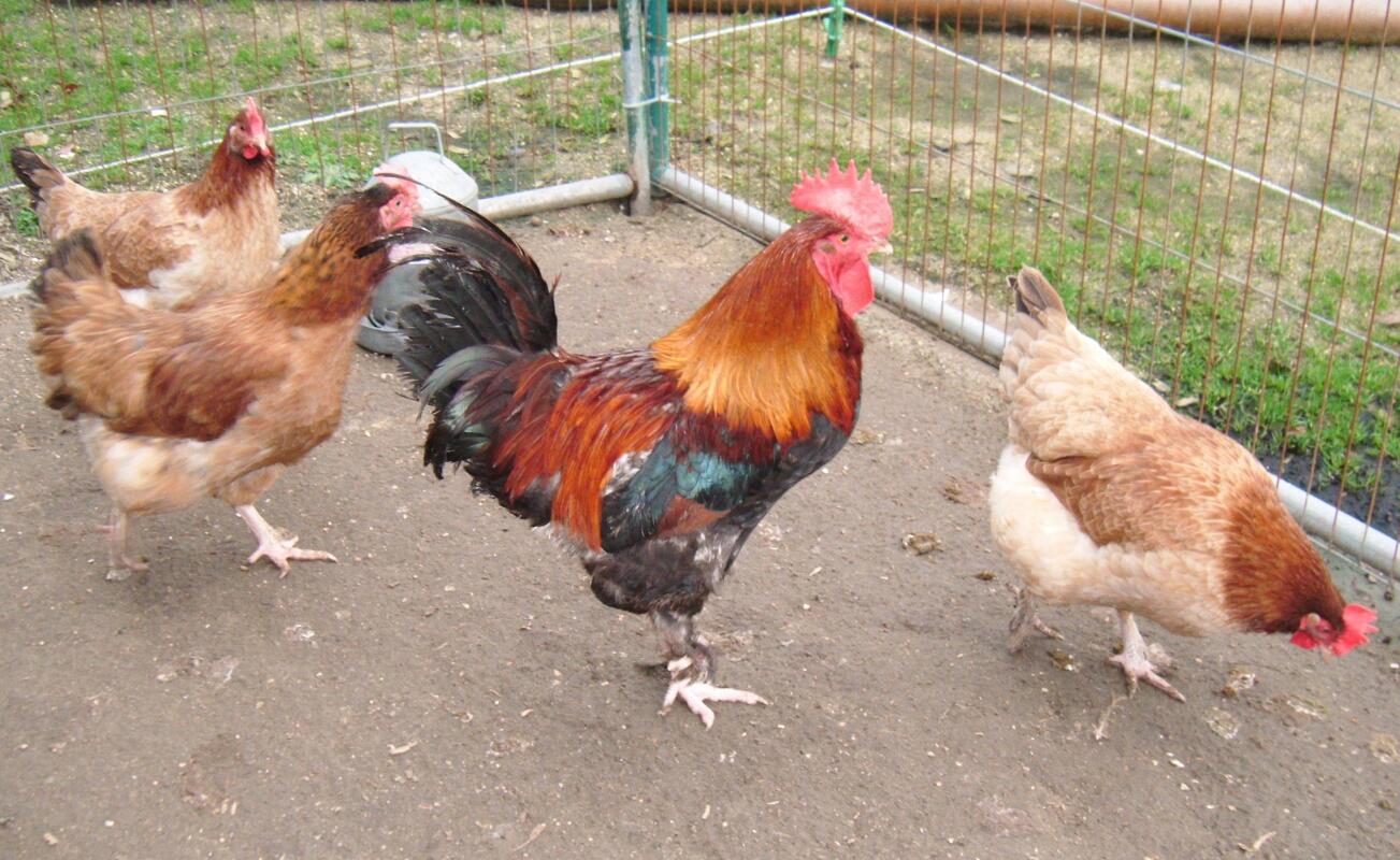 Marans For Sale | Chickens | Breed Information | Omlet