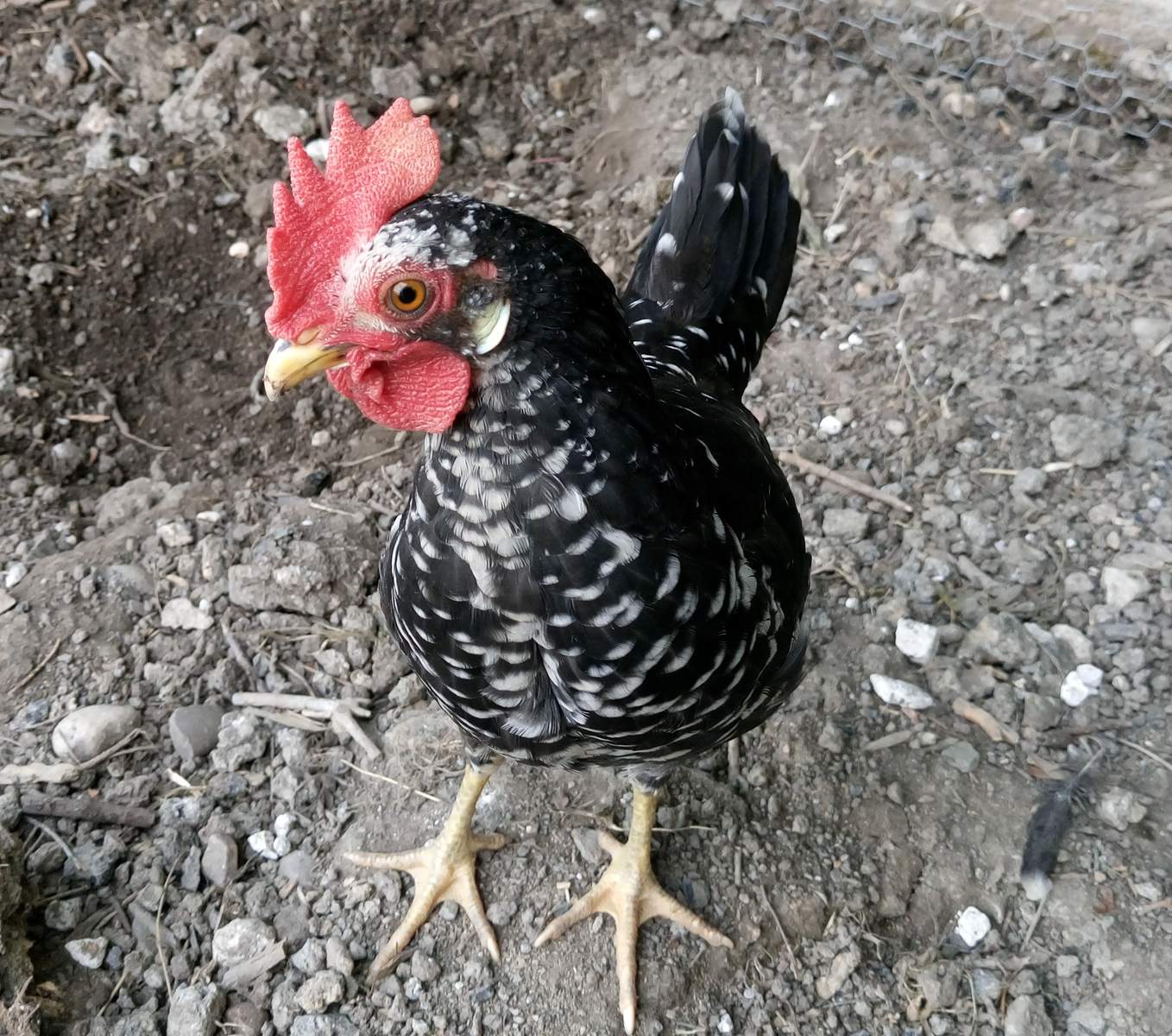 Ancona For Sale | Chickens | Breed Information | Omlet