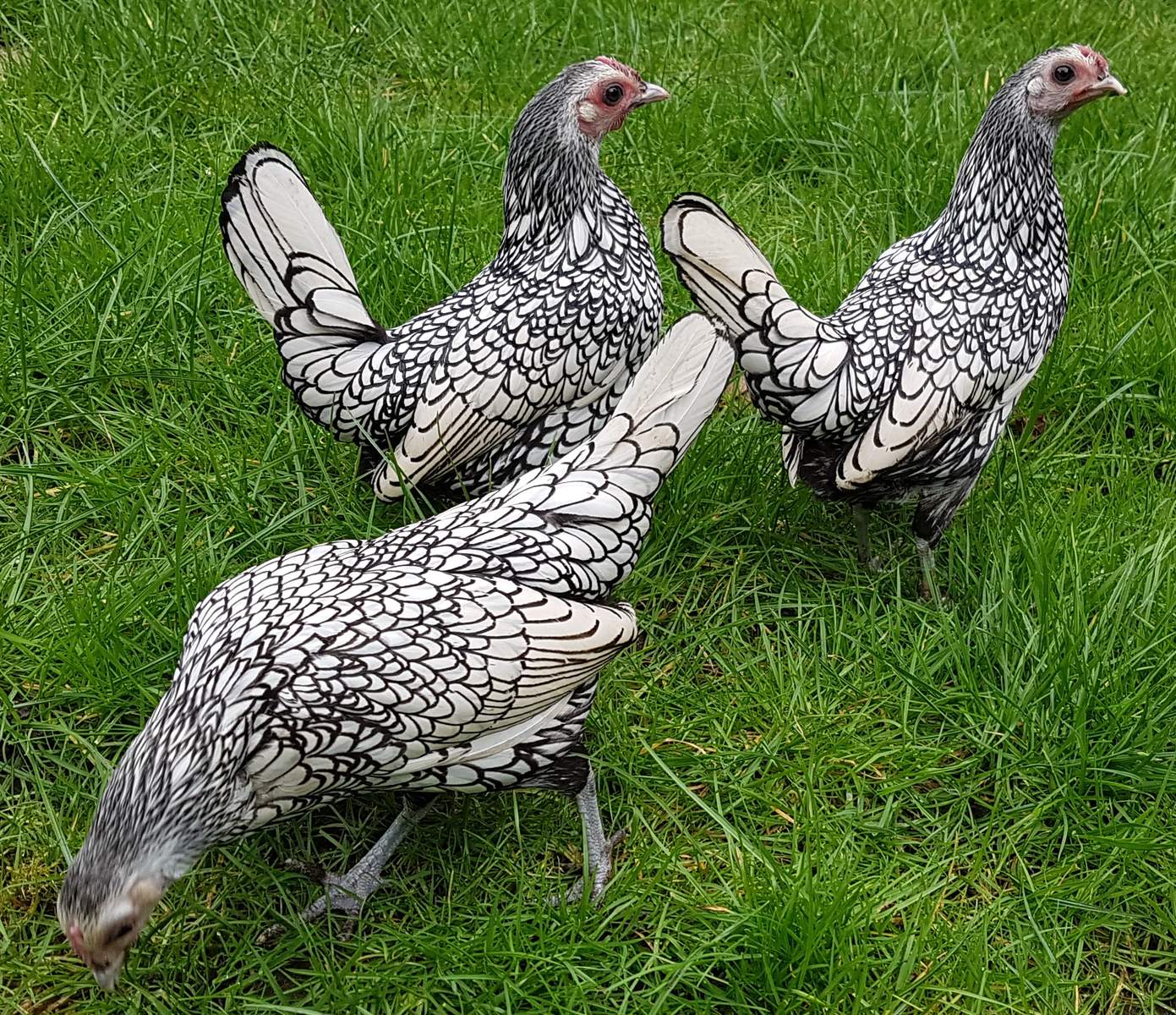 Chickens | Breed Information | Omlet