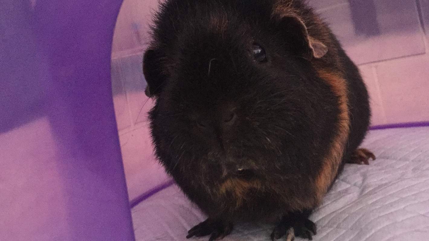 The History of Guinea Pigs | Guinea Pigs | Guinea Pigs | Guide | Omlet UK