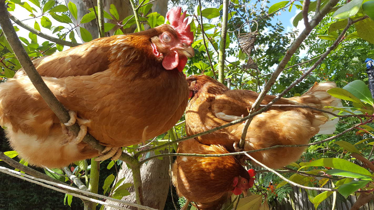 Chickens | Guide | Omlet UK