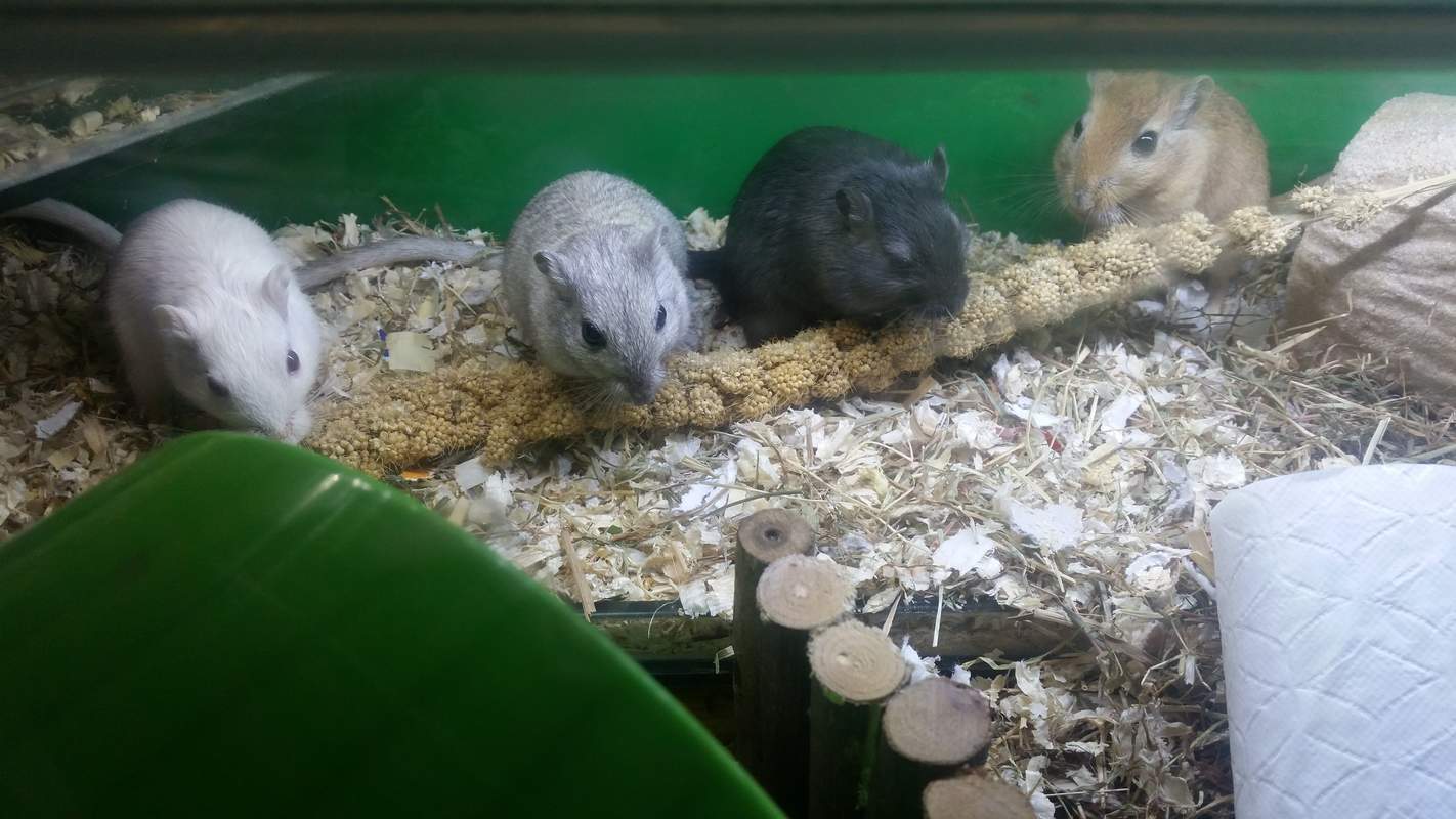 About Gerbils | Gerbils | Guide | Omlet UK