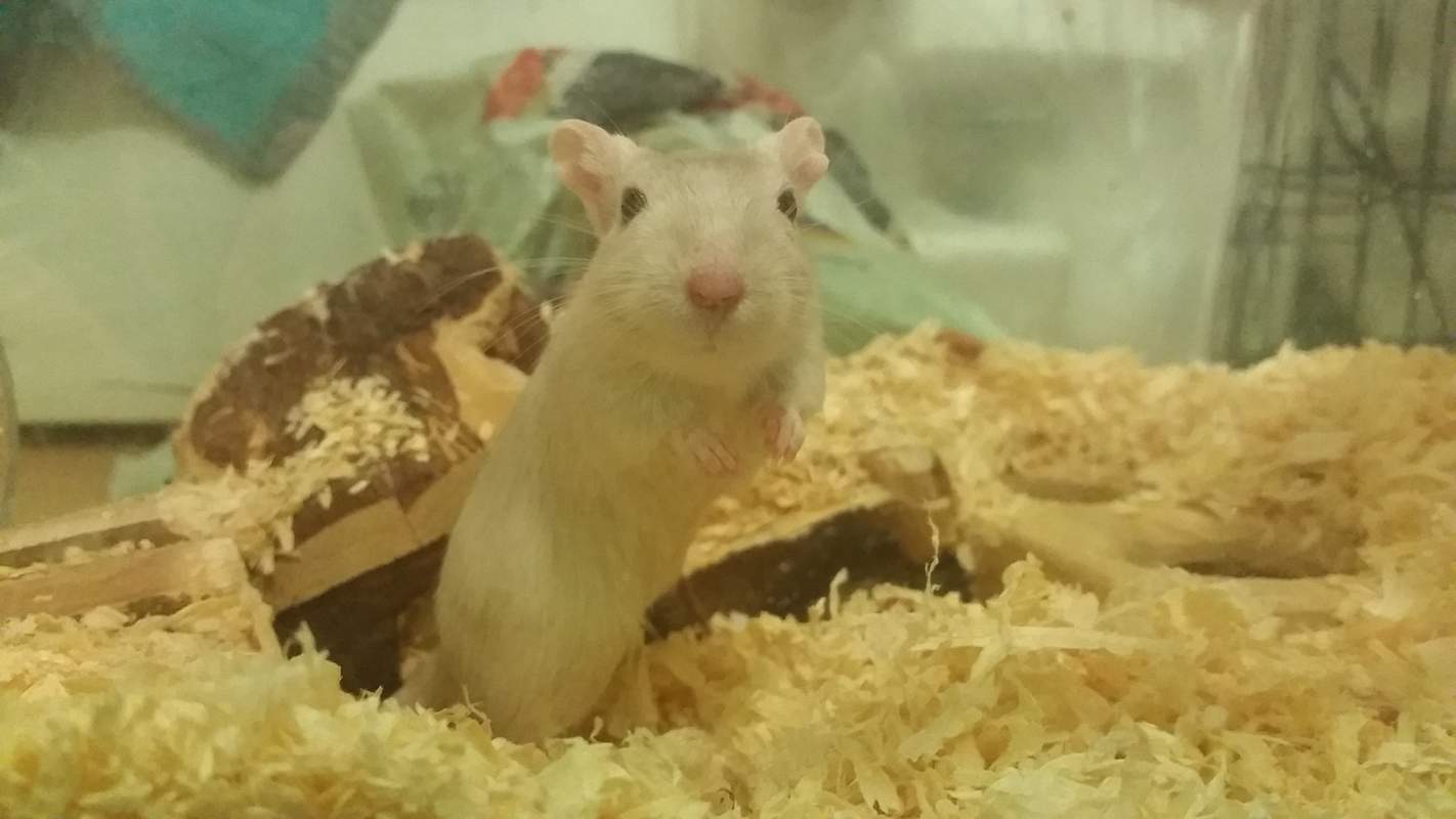 About Gerbils | Gerbils | Guide | Omlet UK