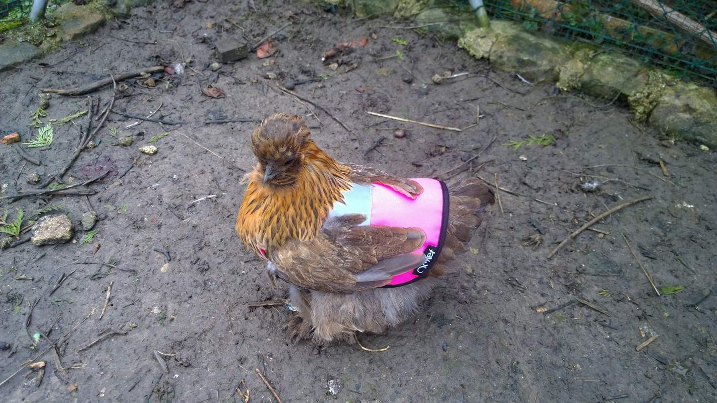 High-Vis Chicken Jacket | Chicken Coops, Walk in Chicken Runs, Chicken ...