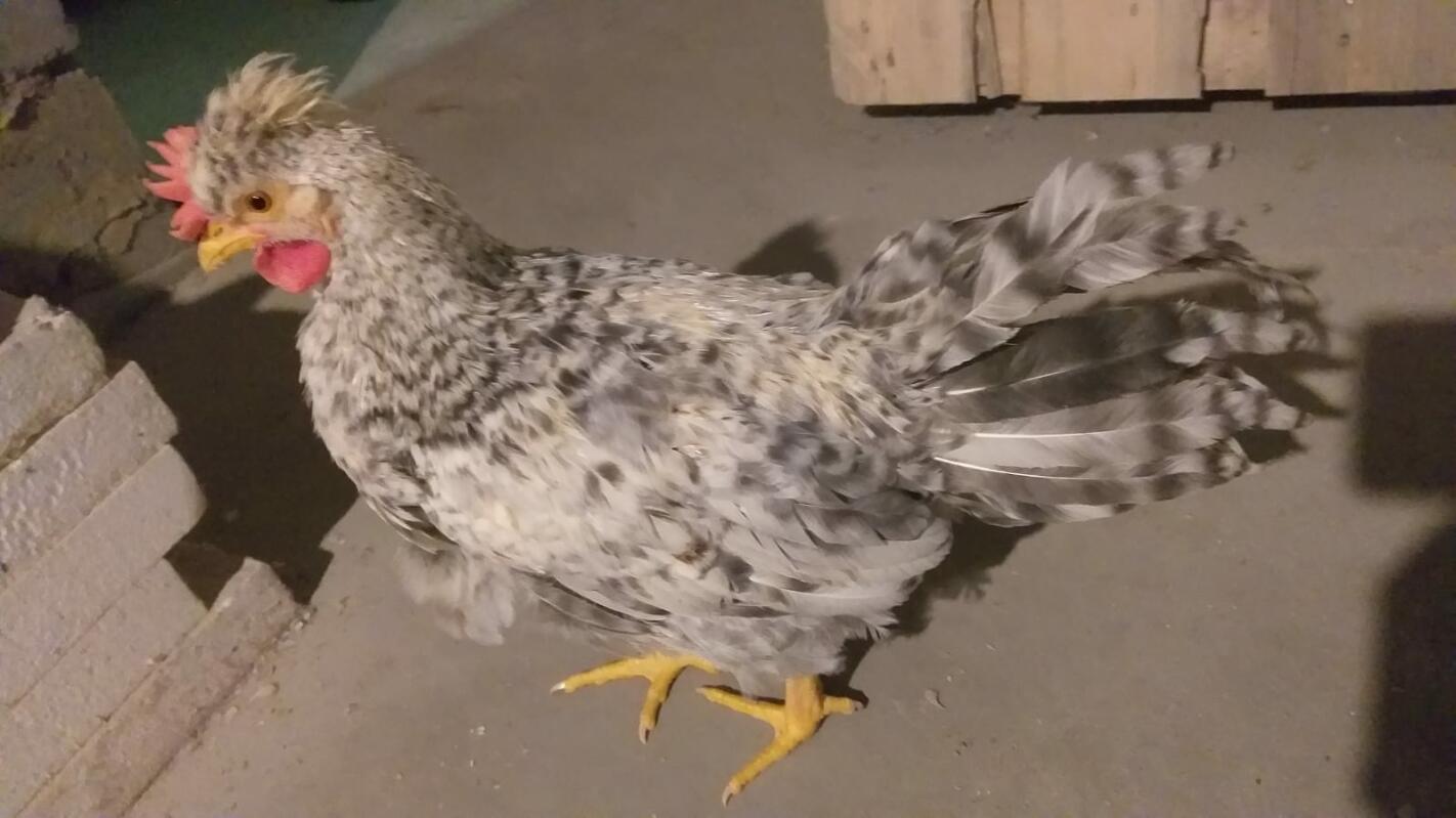 Legbar For Sale | Chickens | Breed Information | Omlet