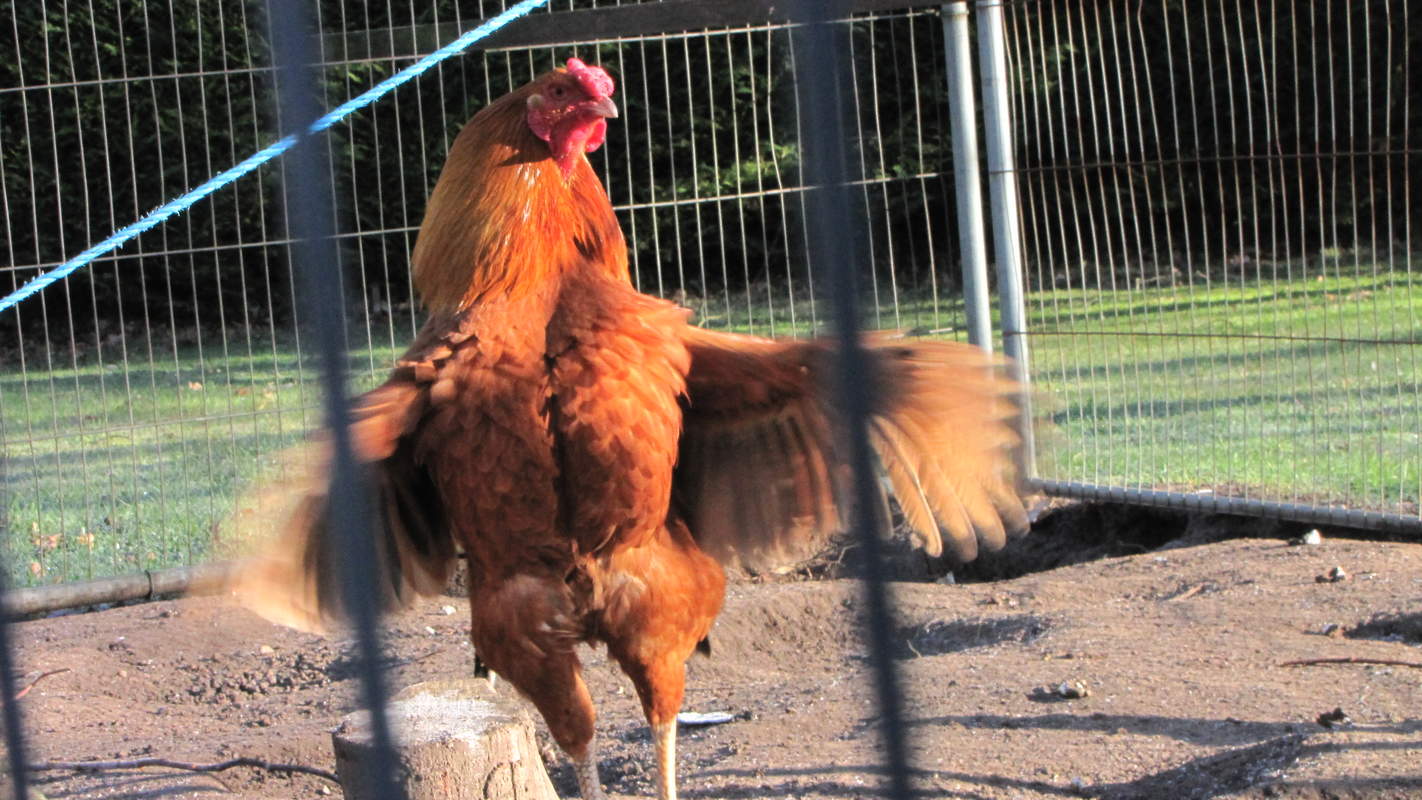 Plymouth Rock Bantam For Sale | Chickens | Breed Information | Omlet