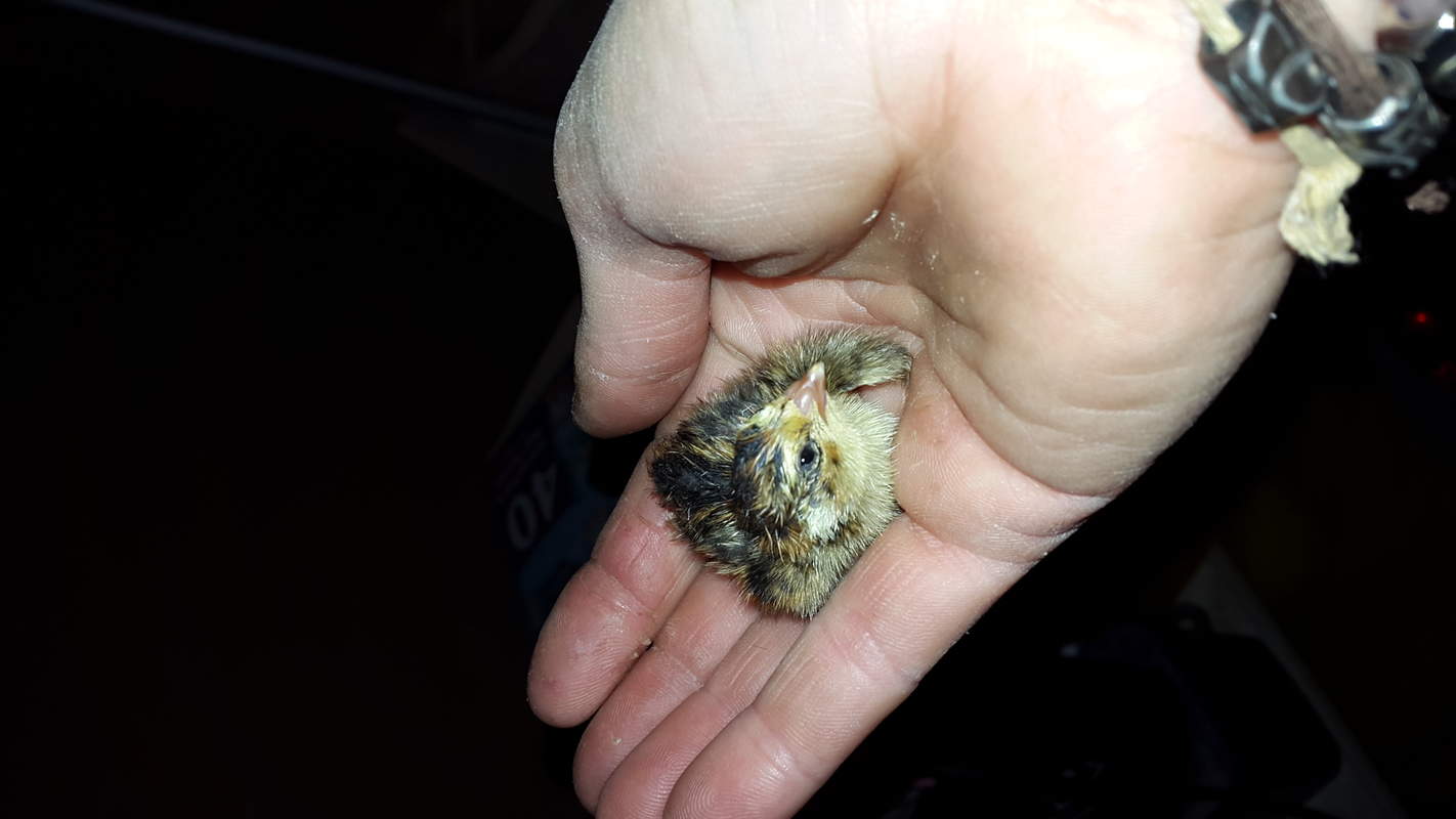 Quails | Guide | Omlet UK