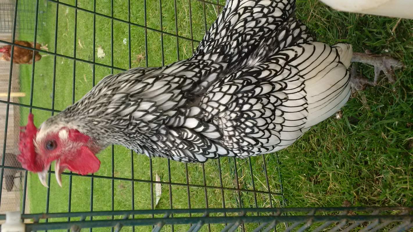 Sebright For Sale | Chickens | Breed Information | Omlet