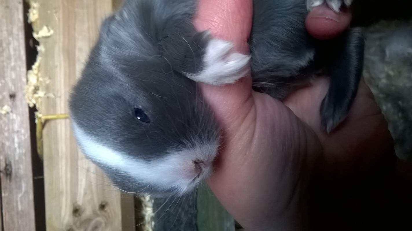 Mini Lop For Sale | Rabbits | Breed Information | Omlet