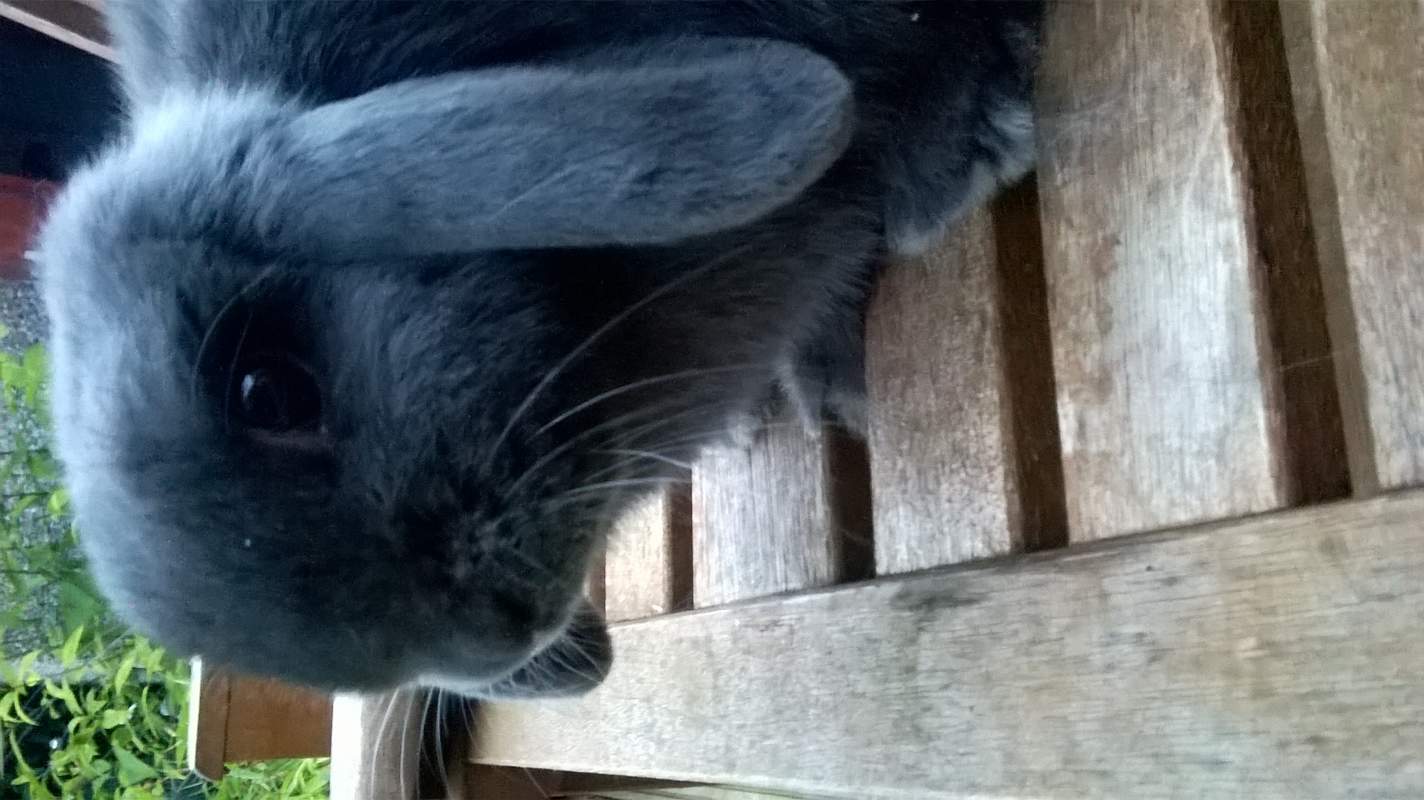 Mini Lop For Sale | Rabbits | Breed Information | Omlet