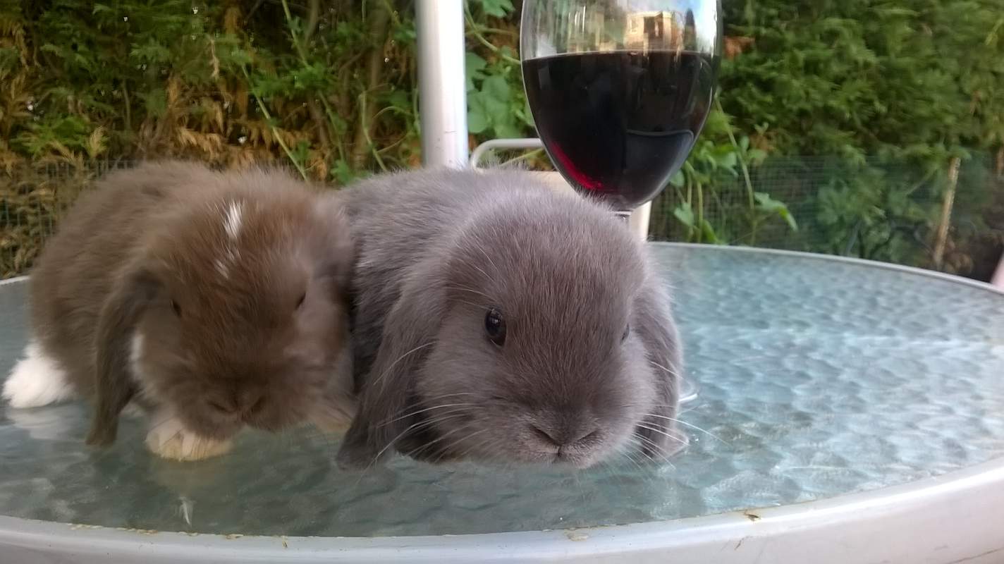 Mini Lop For Sale | Rabbits | Breed Information | Omlet