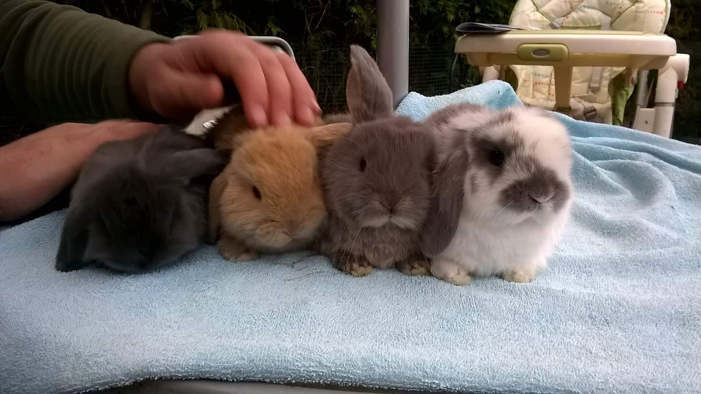 Mini Lop For Sale | Rabbits | Breed Information | Omlet