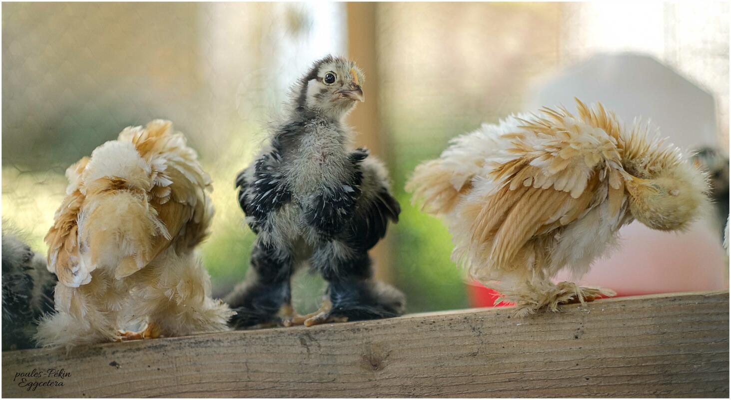 Pekin Bantam For Sale | Chickens | Breed Information | Omlet