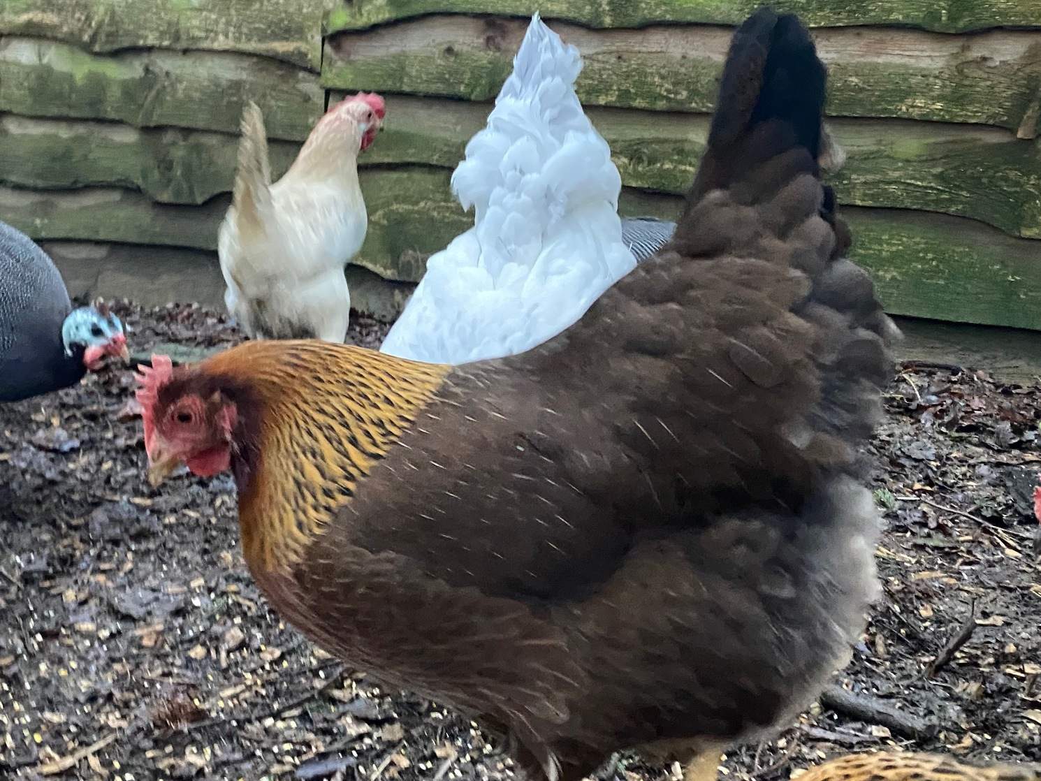 Leghorn For Sale | Chickens | Breed Information | Omlet