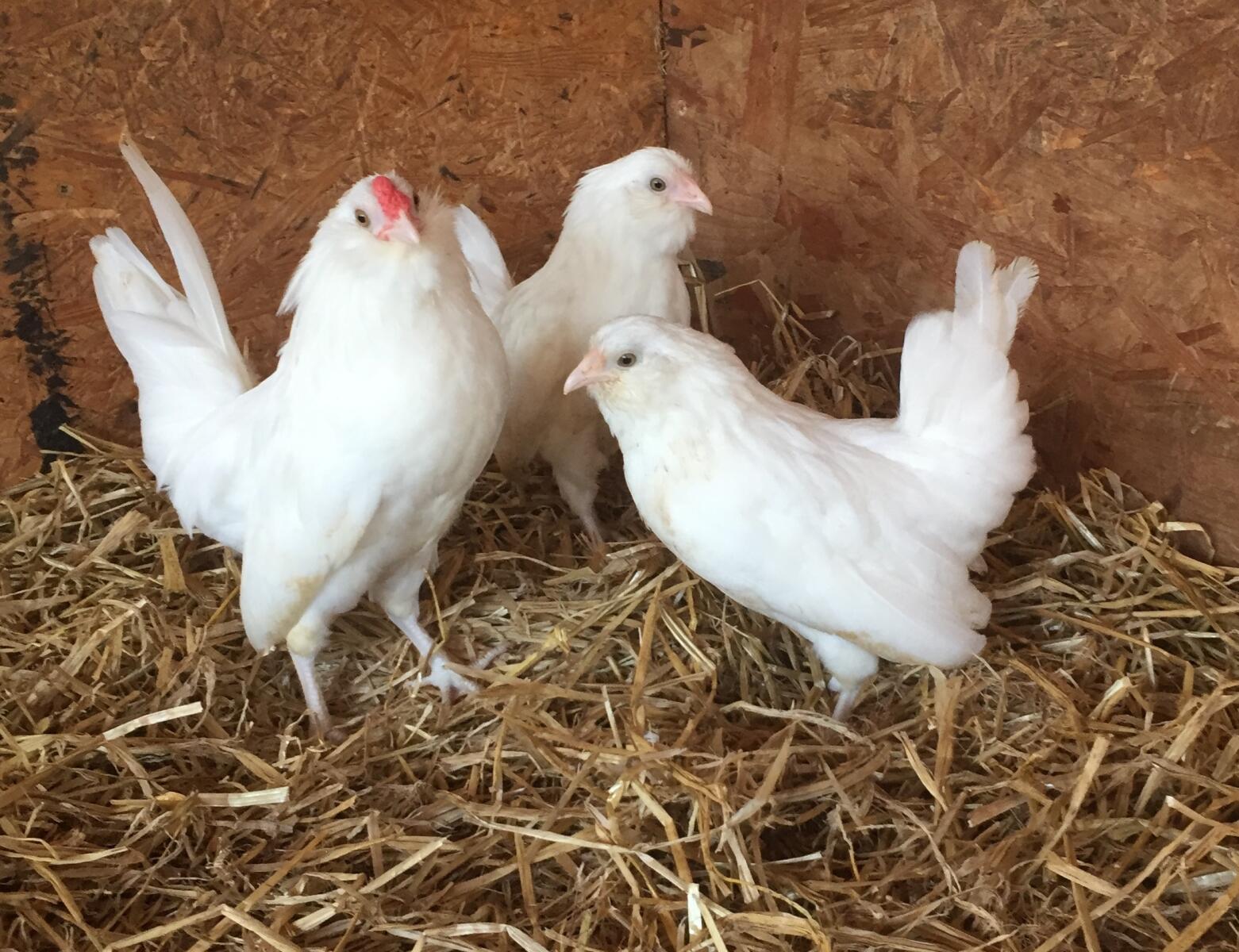 Barbu d'Anvers Chickens | Barbu d'Anvers For Sale | Chicken Breeds