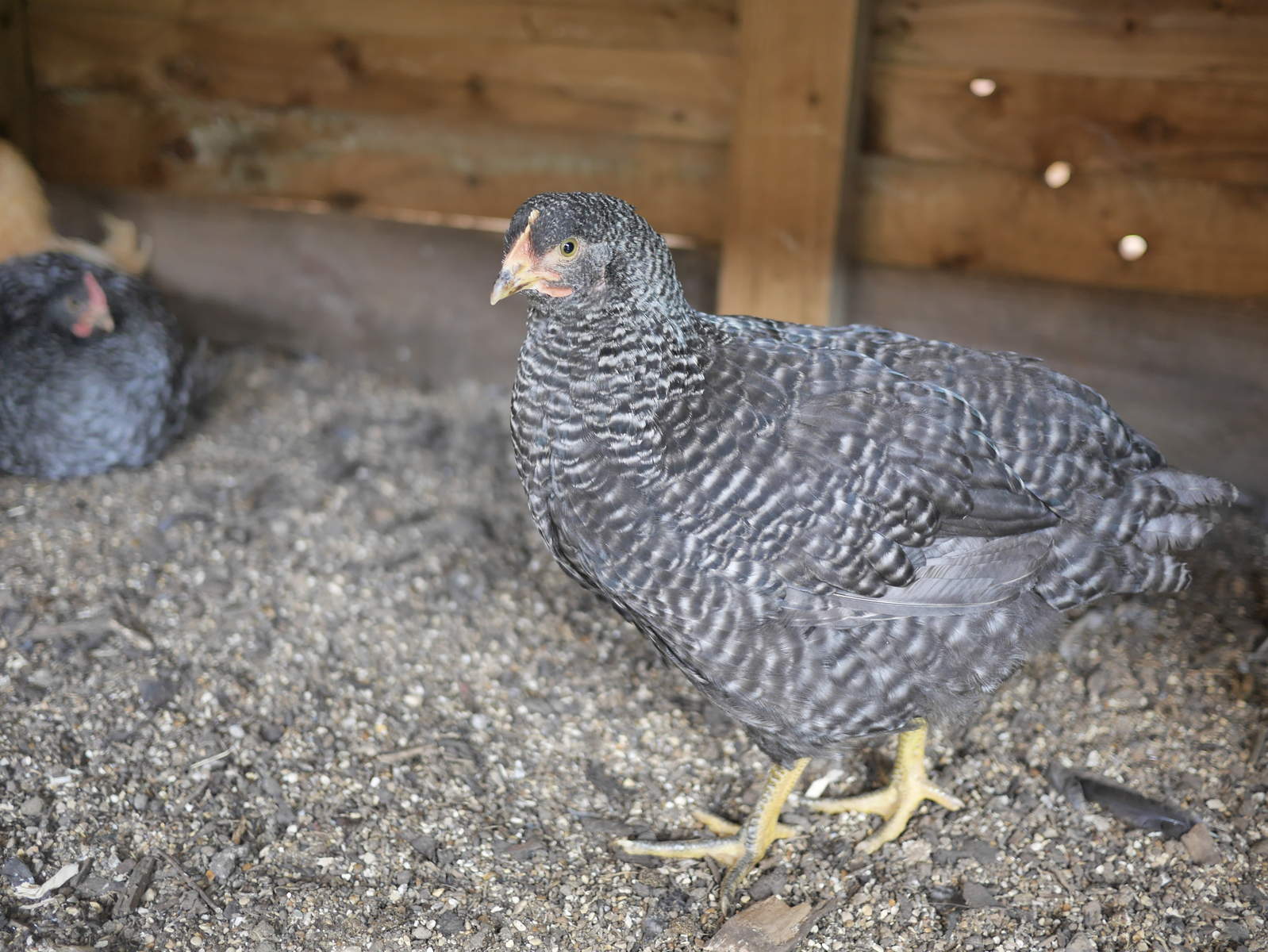 Plymouth Rock For Sale | Chickens | Breed Information | Omlet