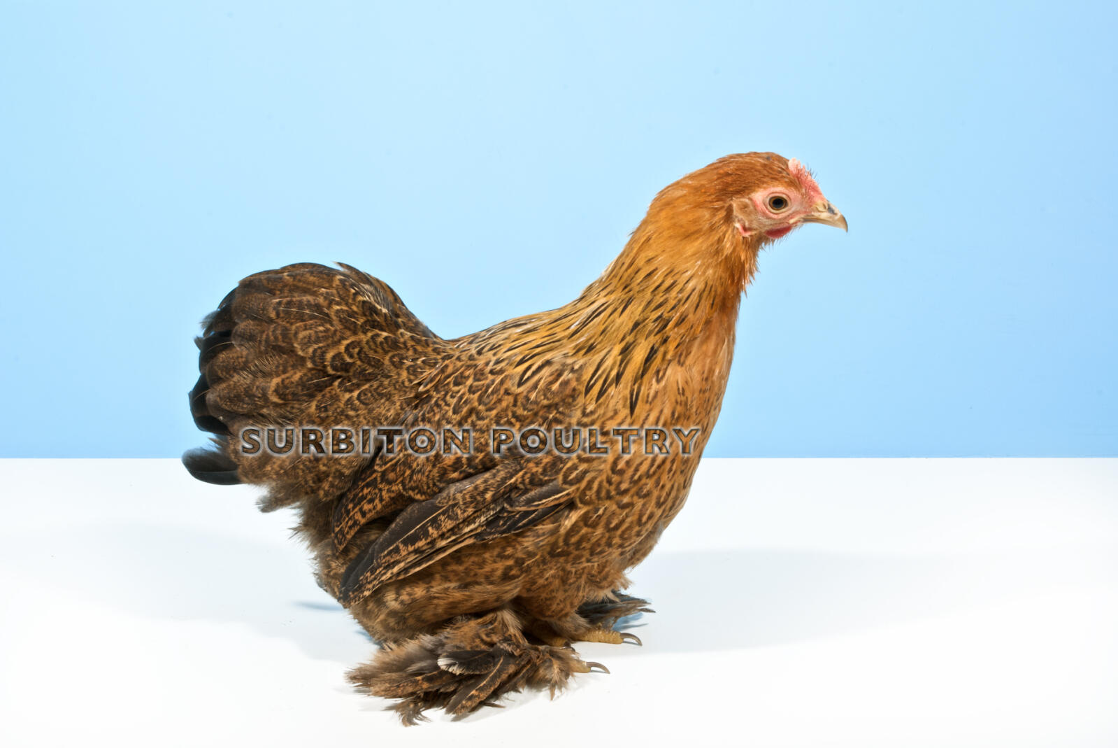 Pekin Bantam Chickens | Pekin Bantam For Sale