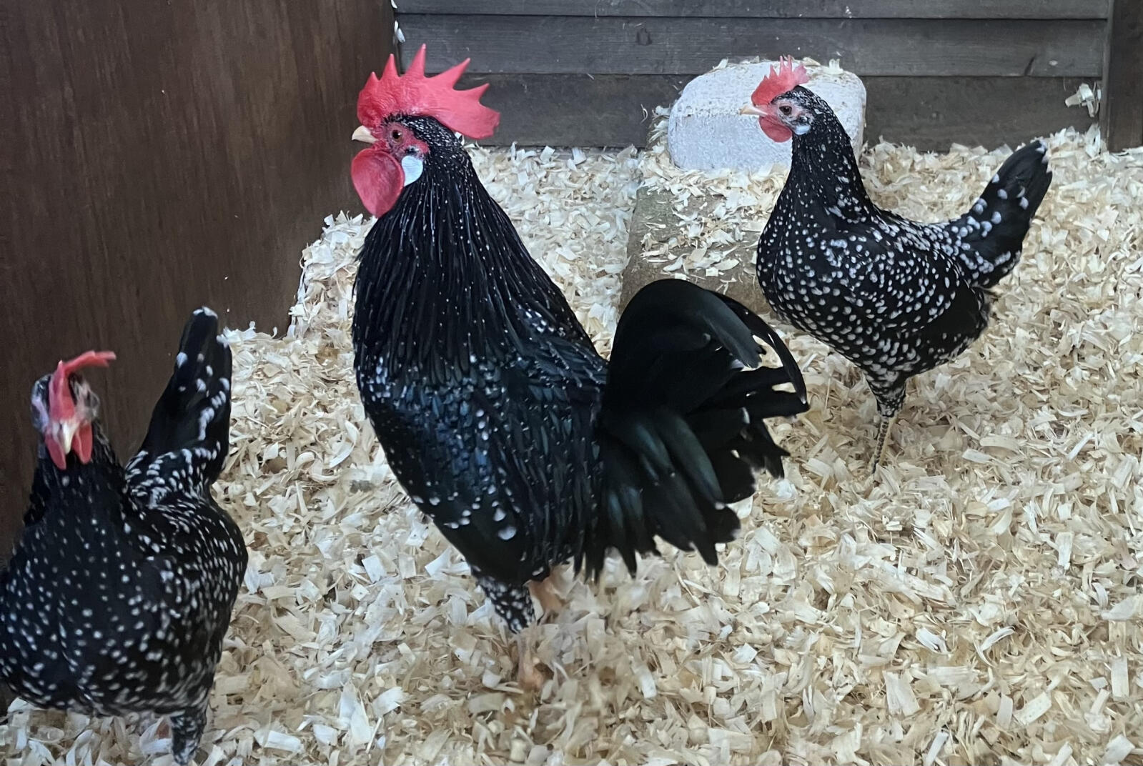Chickens | Breed Information | Omlet