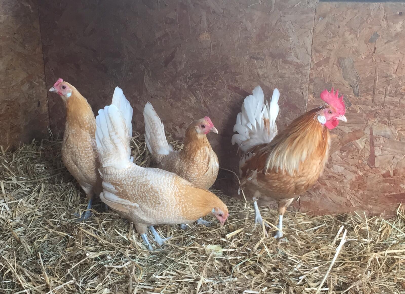 Friesian Chickens | Friesian For Sale | Chicken Breeds