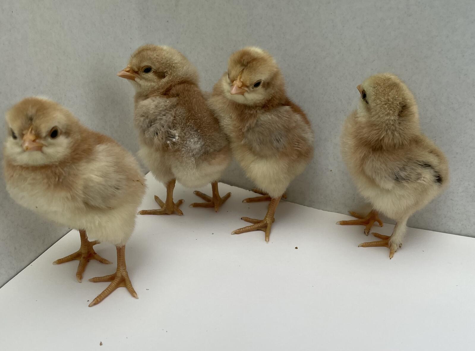 Cream Legbar Chickens | Cream Legbar For Sale | Chicken Breeds