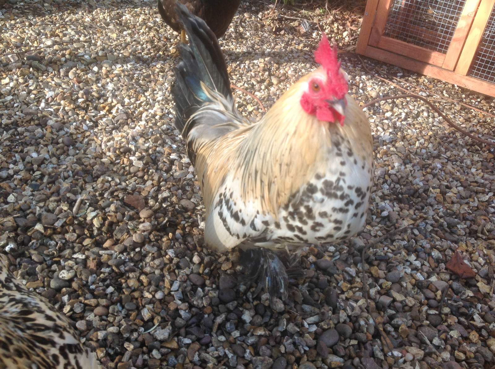 Booted Bantam For Sale | Chickens | Breed Information | Omlet