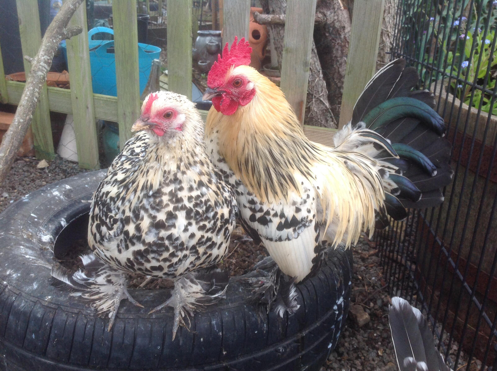 Booted Bantam Chickens | Booted Bantam For Sale | Chicken Breeds