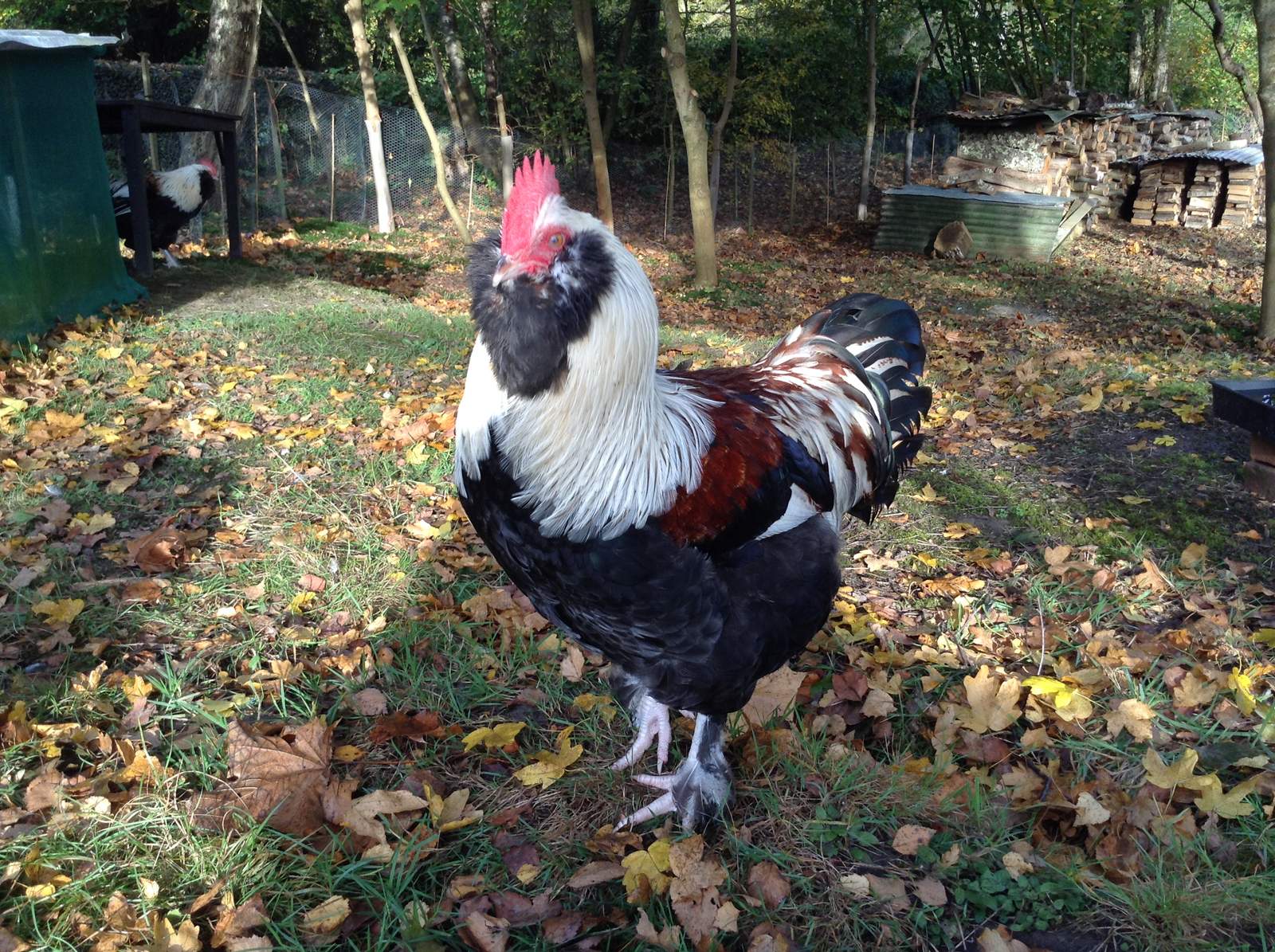 Faverolle For Sale | Chickens | Breed Information | Omlet