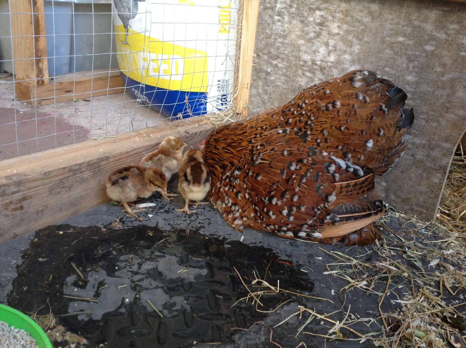 Chickens | Breed Information | Omlet