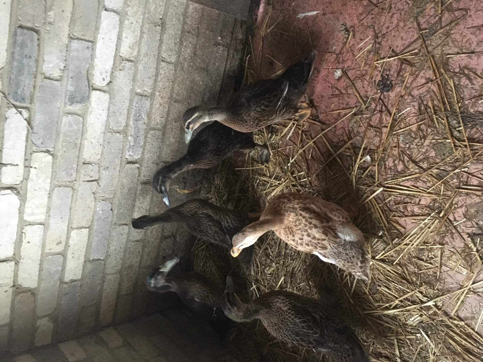 Abacot Ranger For Sale | Ducks | Breed Information | Omlet