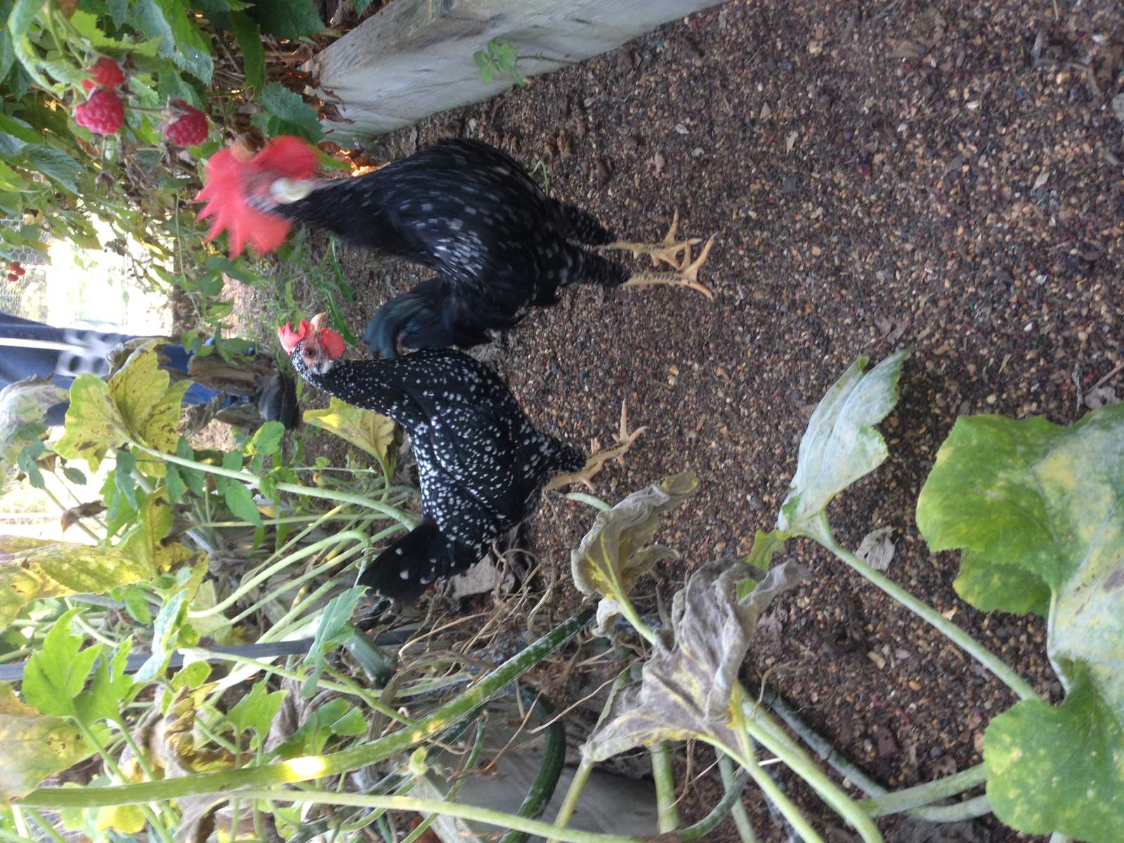 Ancona For Sale | Chickens | Breed Information | Omlet