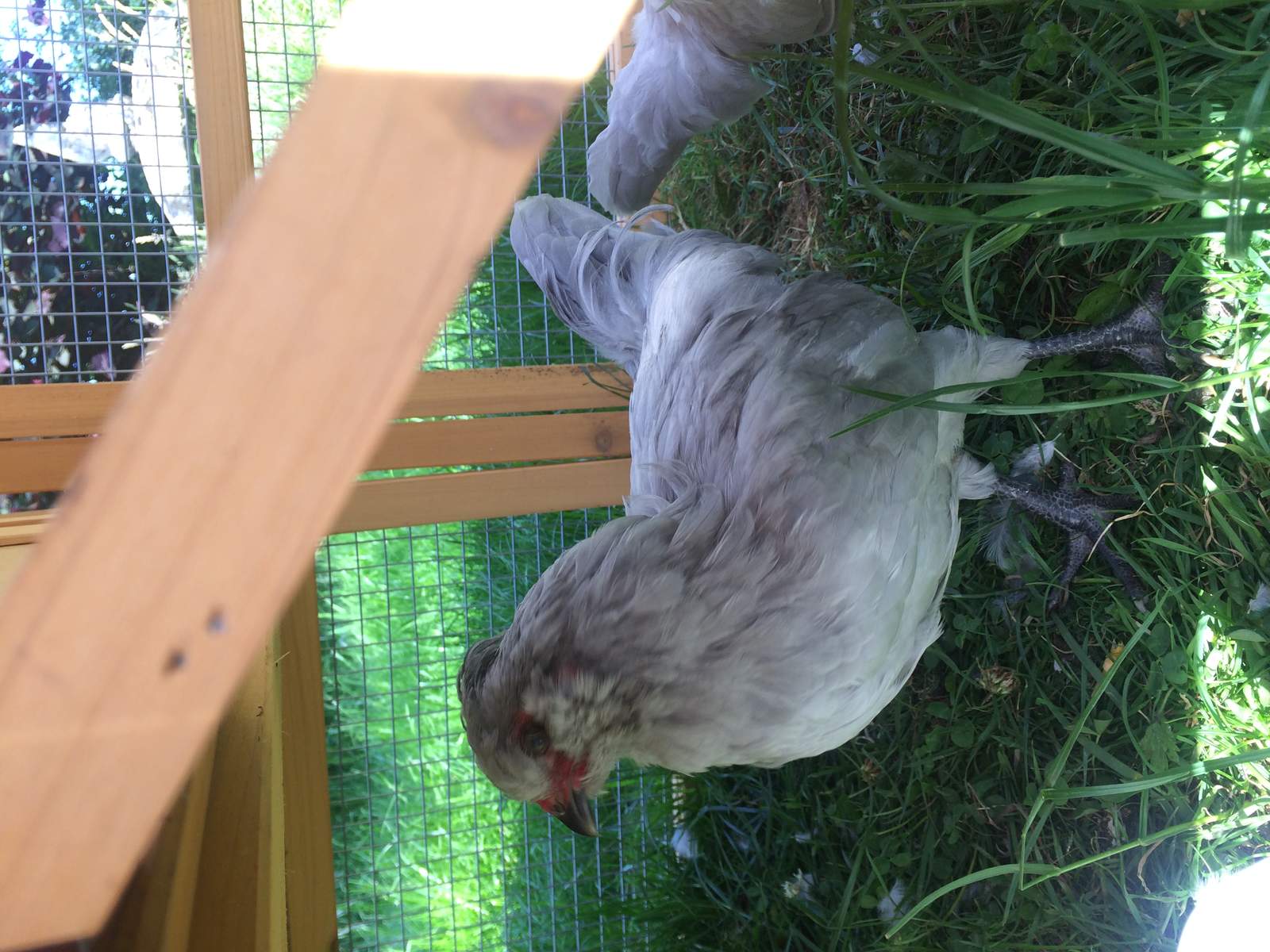 Araucana For Sale | Chickens | Breed Information | Omlet