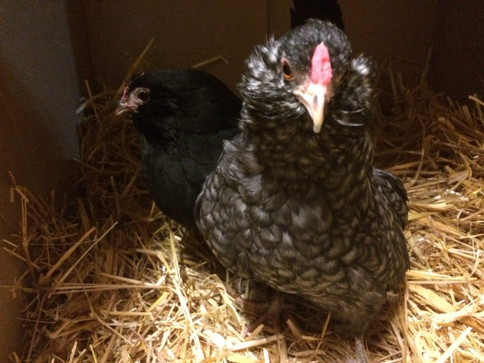 Barbu d'Anvers For Sale | Chickens | Breed Information | Omlet