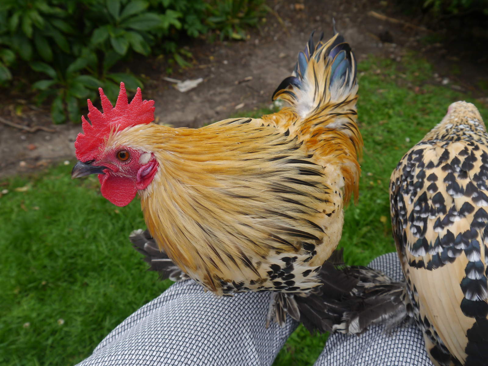 Booted Bantam For Sale | Chickens | Breed Information | Omlet