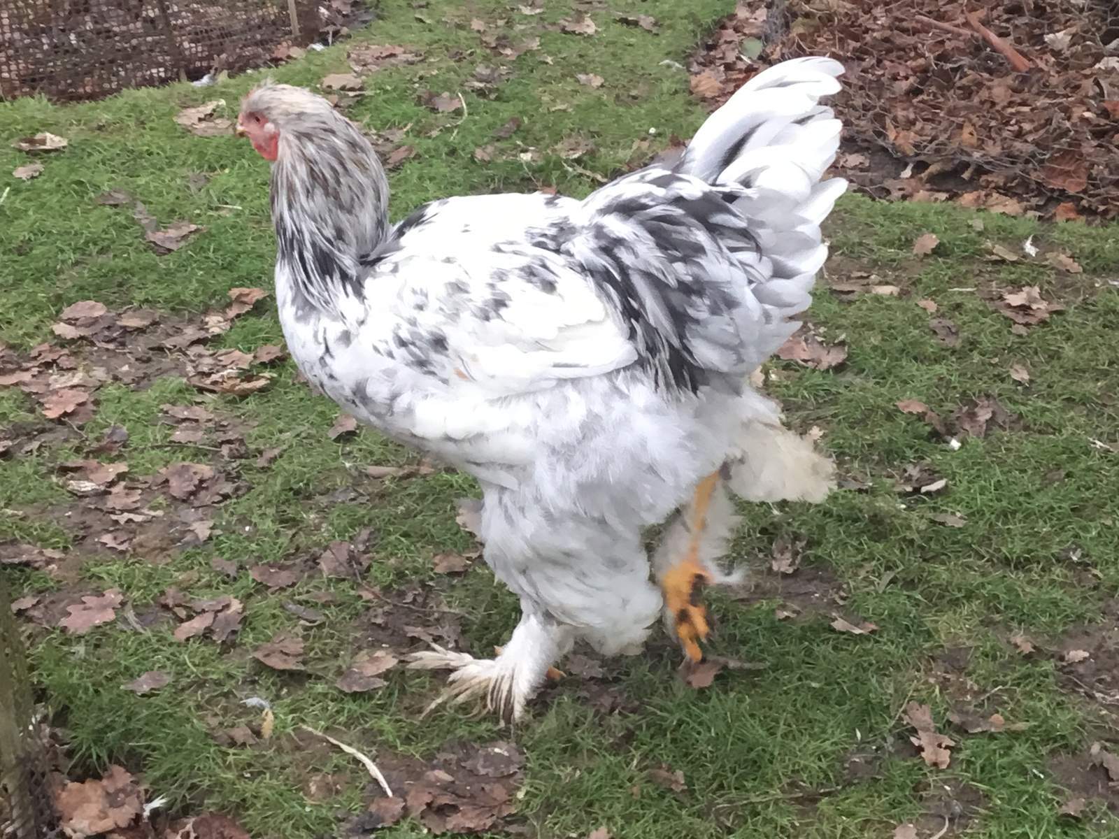 Chickens | Breed Information | Omlet