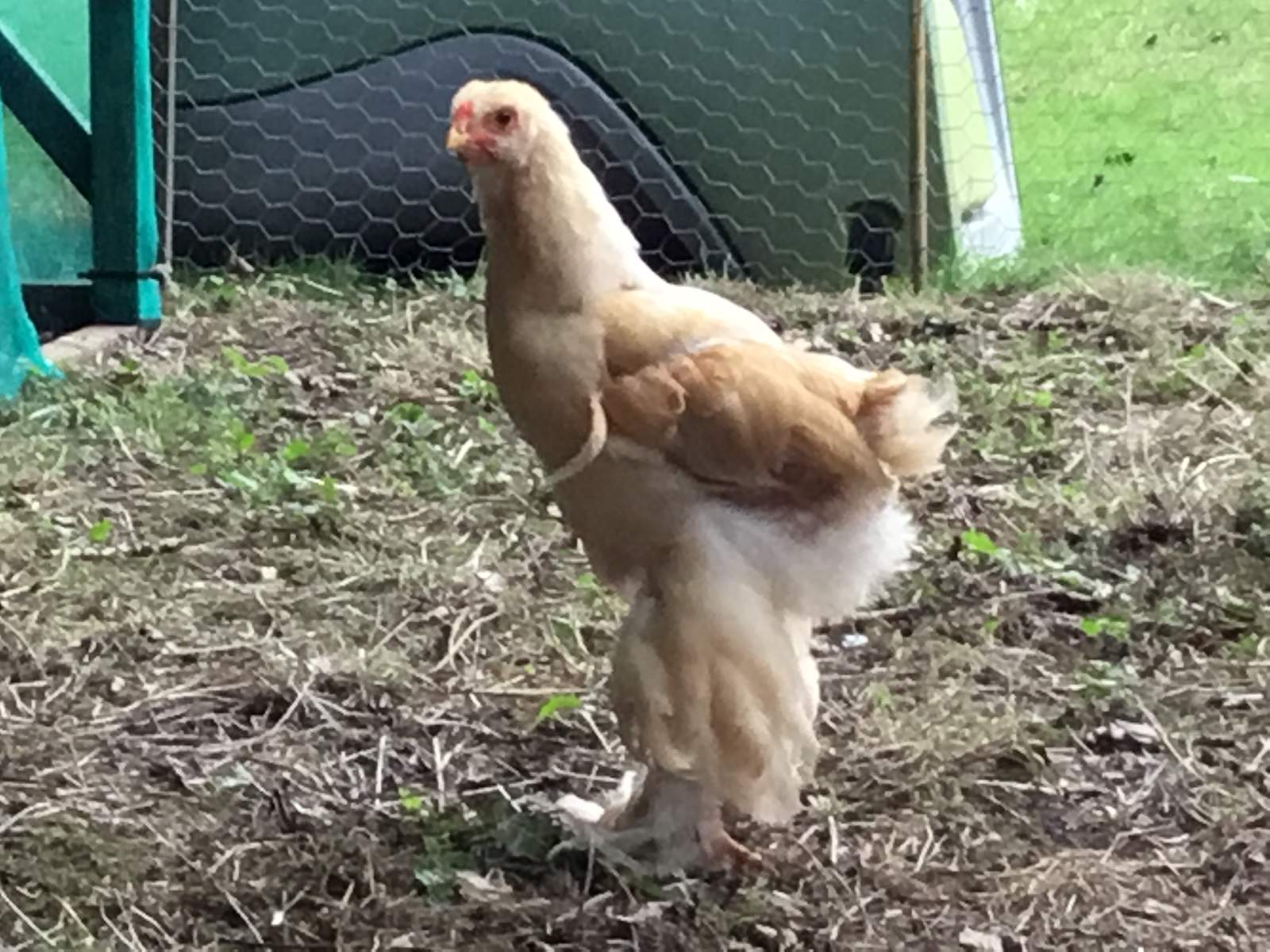 Brahma For Sale | Chickens | Breed Information | Omlet