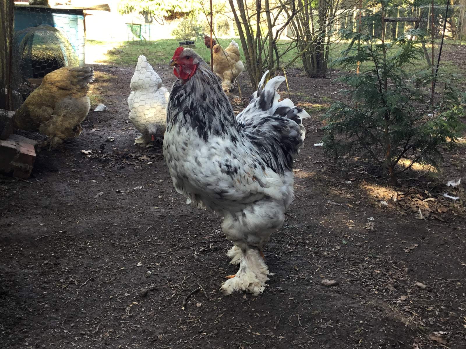 Linda French | Adverts | Omlet