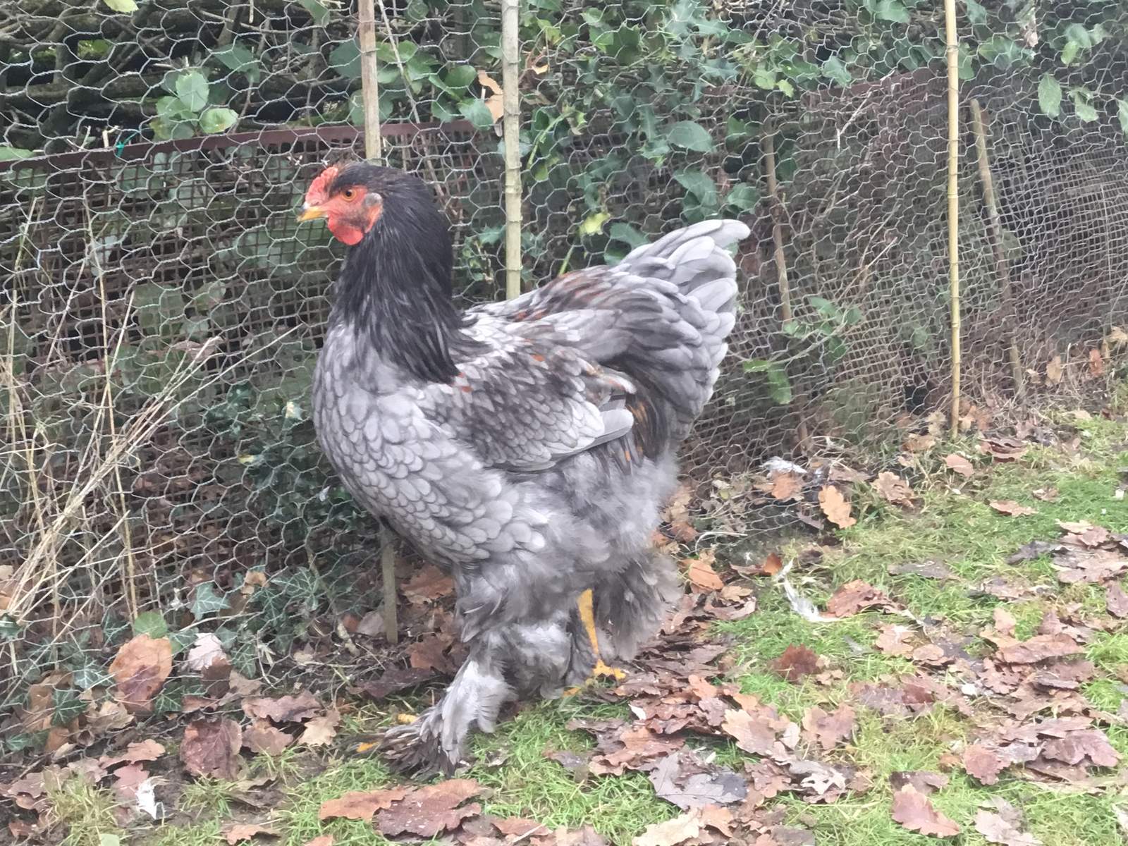 Brahma For Sale | Chickens | Breed Information | Omlet