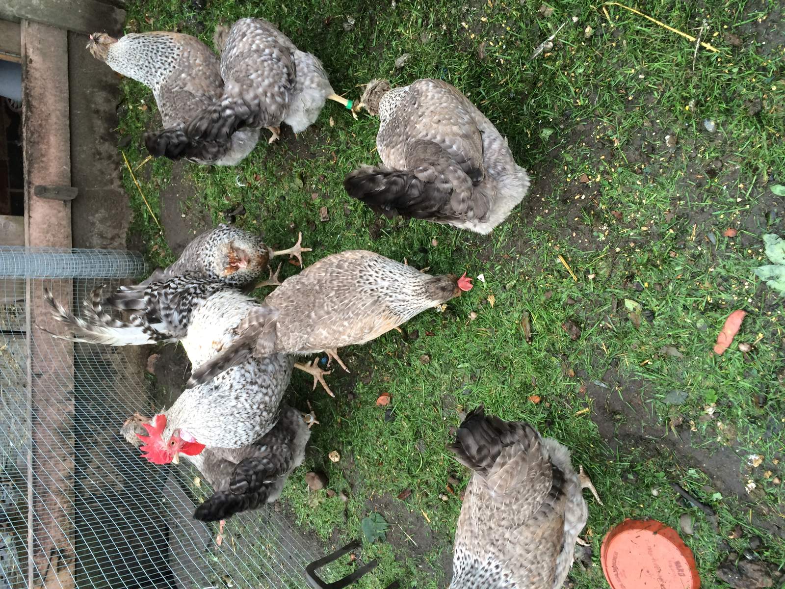 Cream Legbar For Sale | Chickens | Breed Information | Omlet