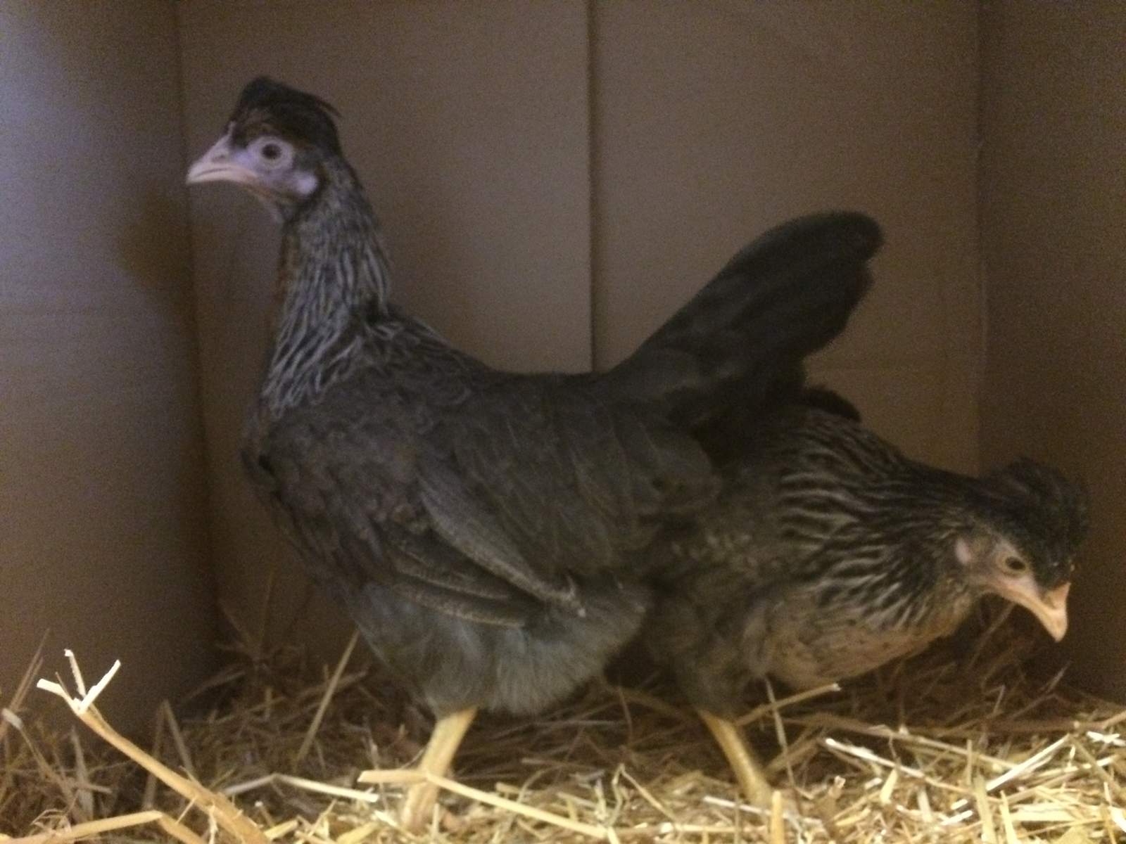 Cream Legbar For Sale | Chickens | Breed Information | Omlet