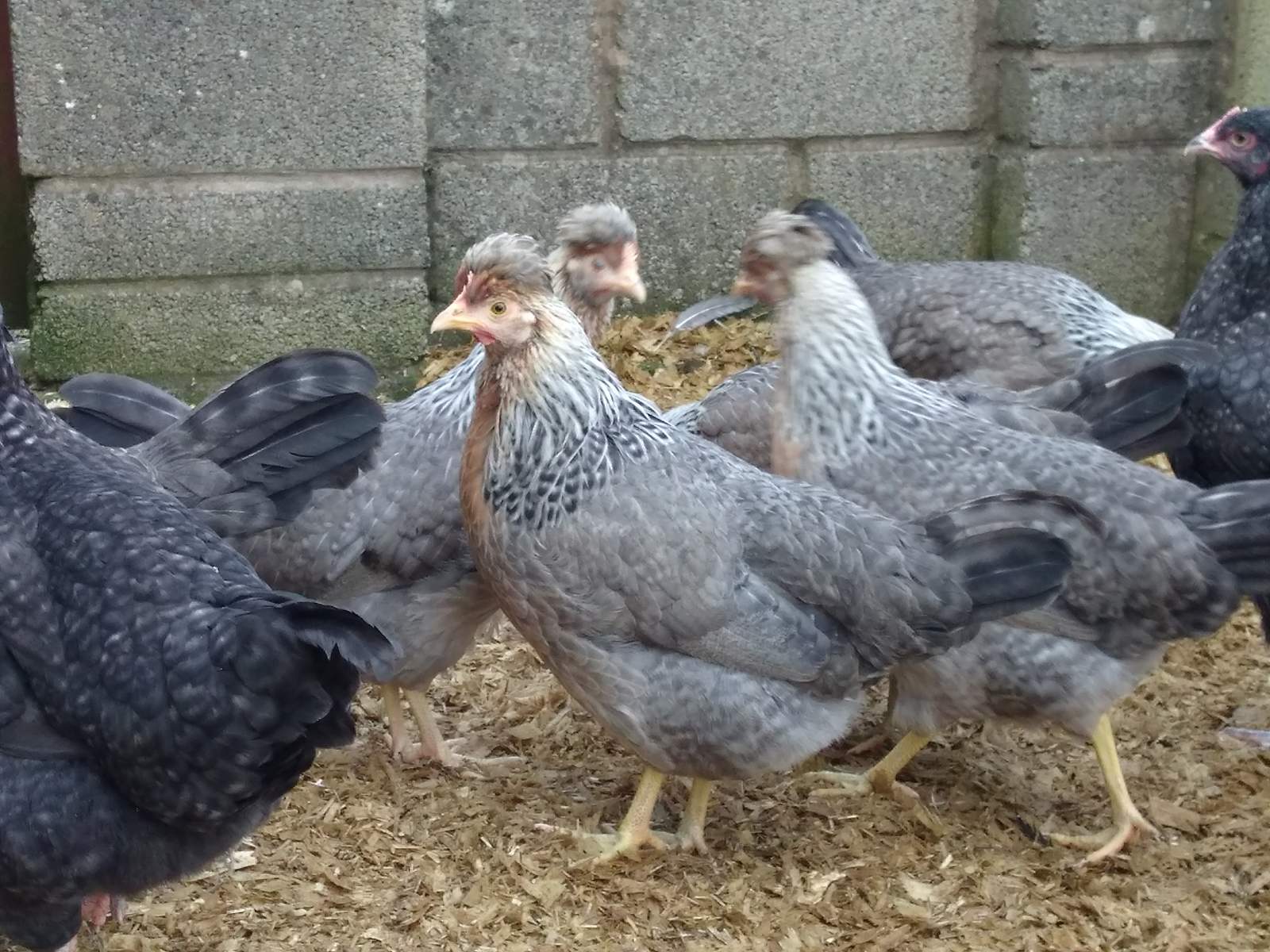 Cream Legbar For Sale | Chickens | Breed Information | Omlet
